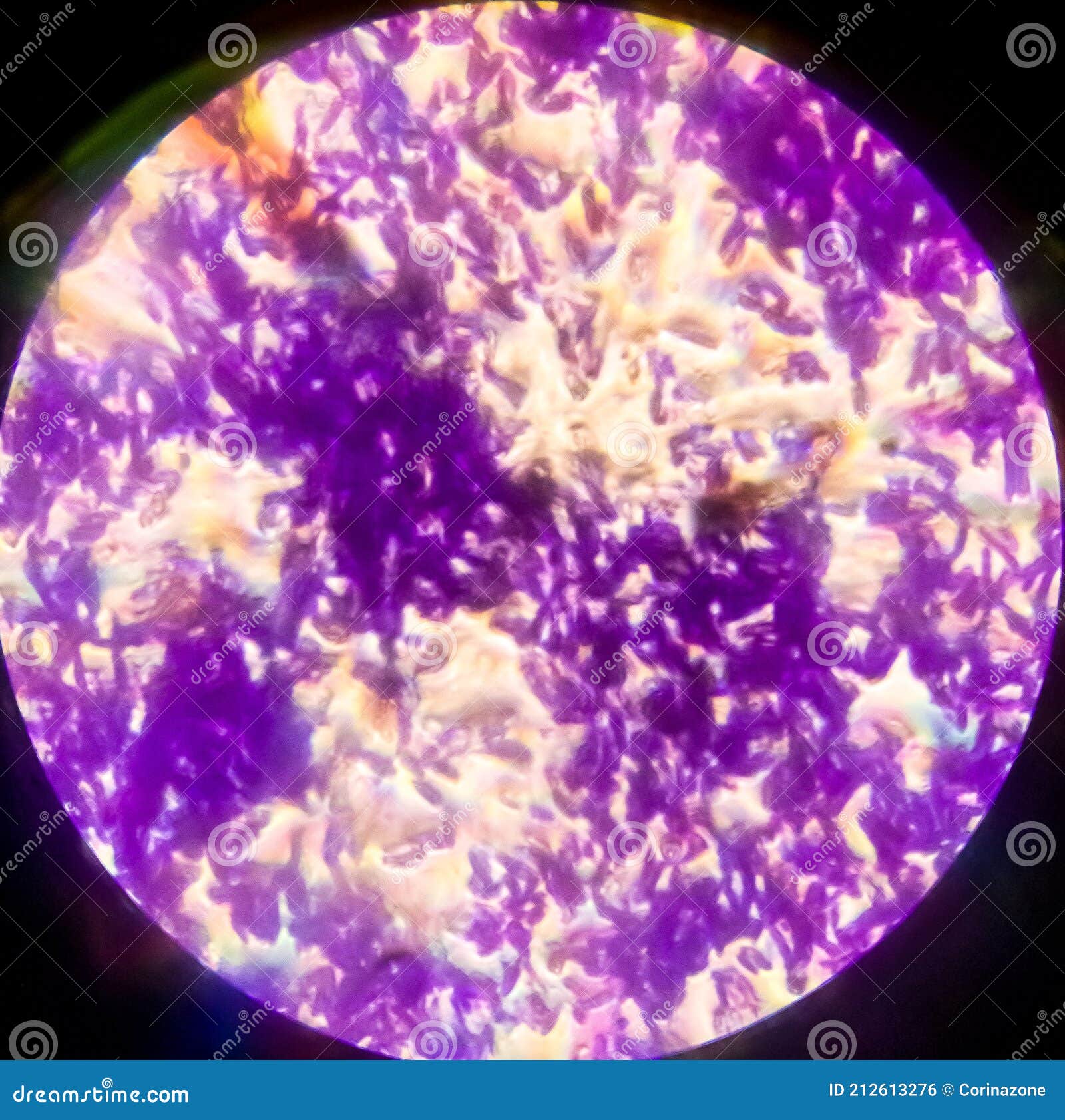 Bacteria Growing on Decaying Beet Stock Photo - Image of biology ...