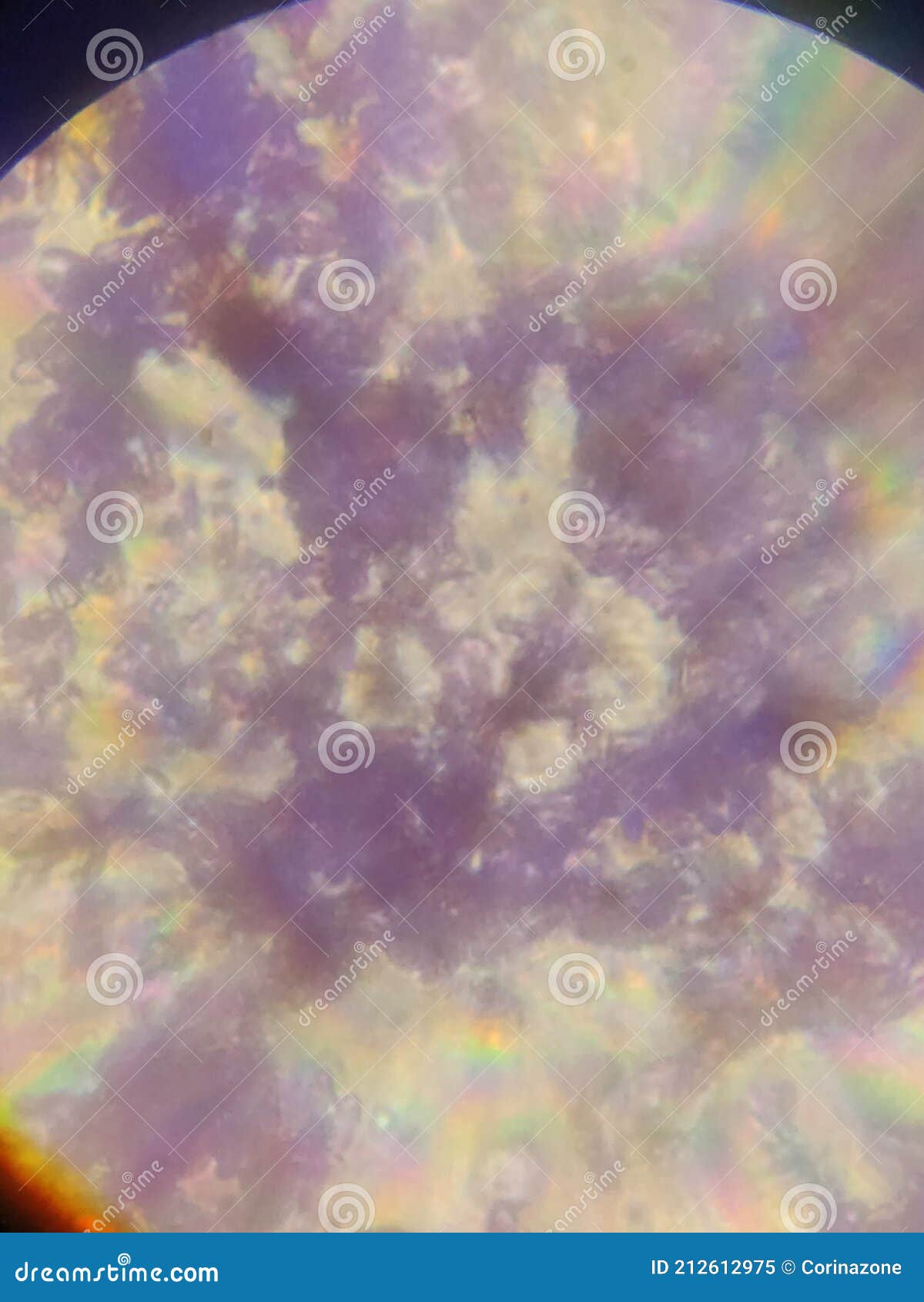 Bacteria Growing on Decaying Beet Stock Image - Image of vulgaris, beet ...