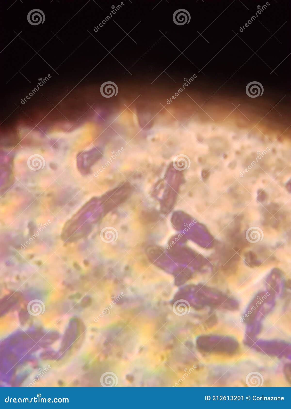 Bacteria Growing on Decaying Beet Stock Image - Image of vulgaris ...