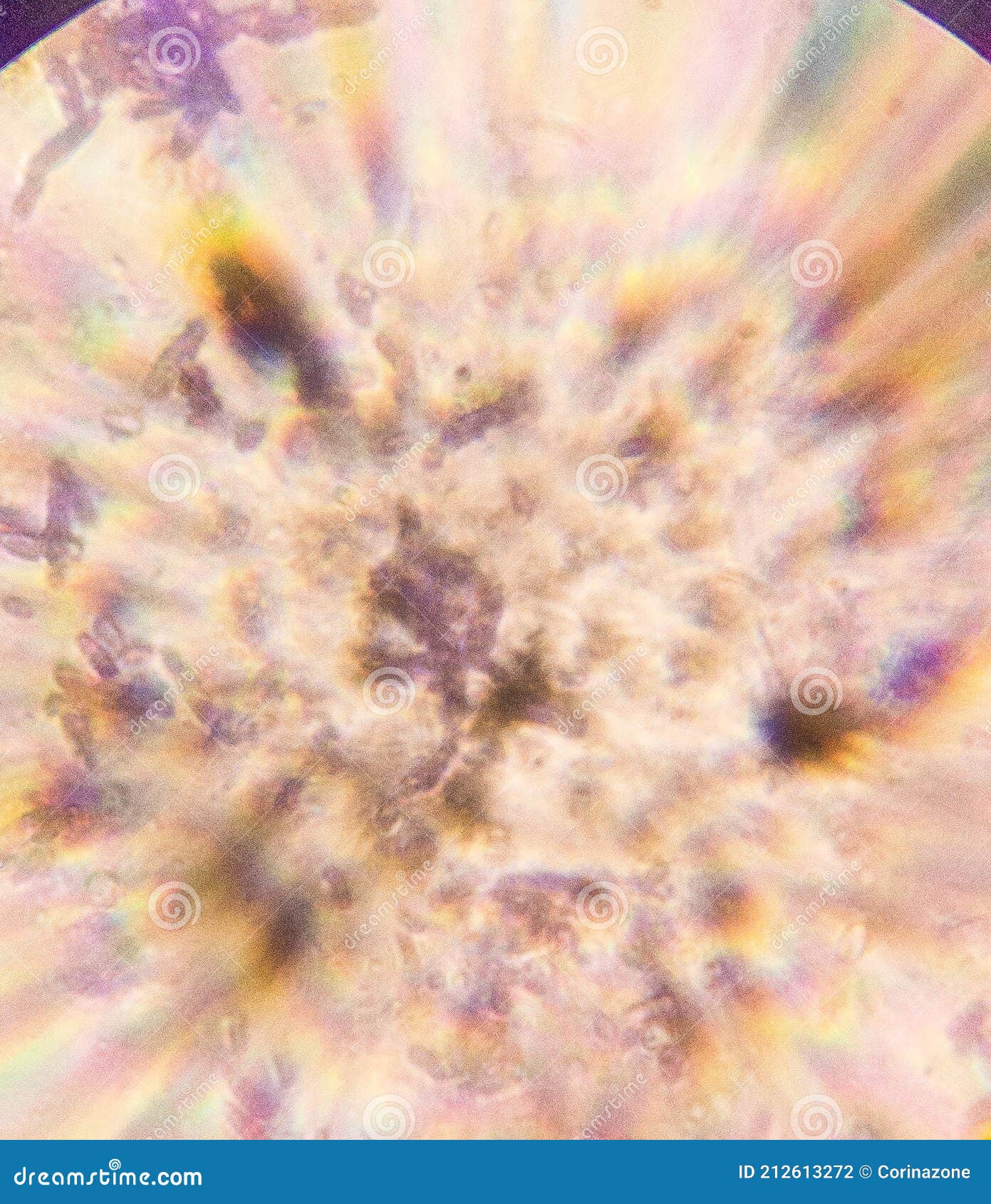 Bacteria Growing on Decaying Beet Stock Photo - Image of vulgaris ...