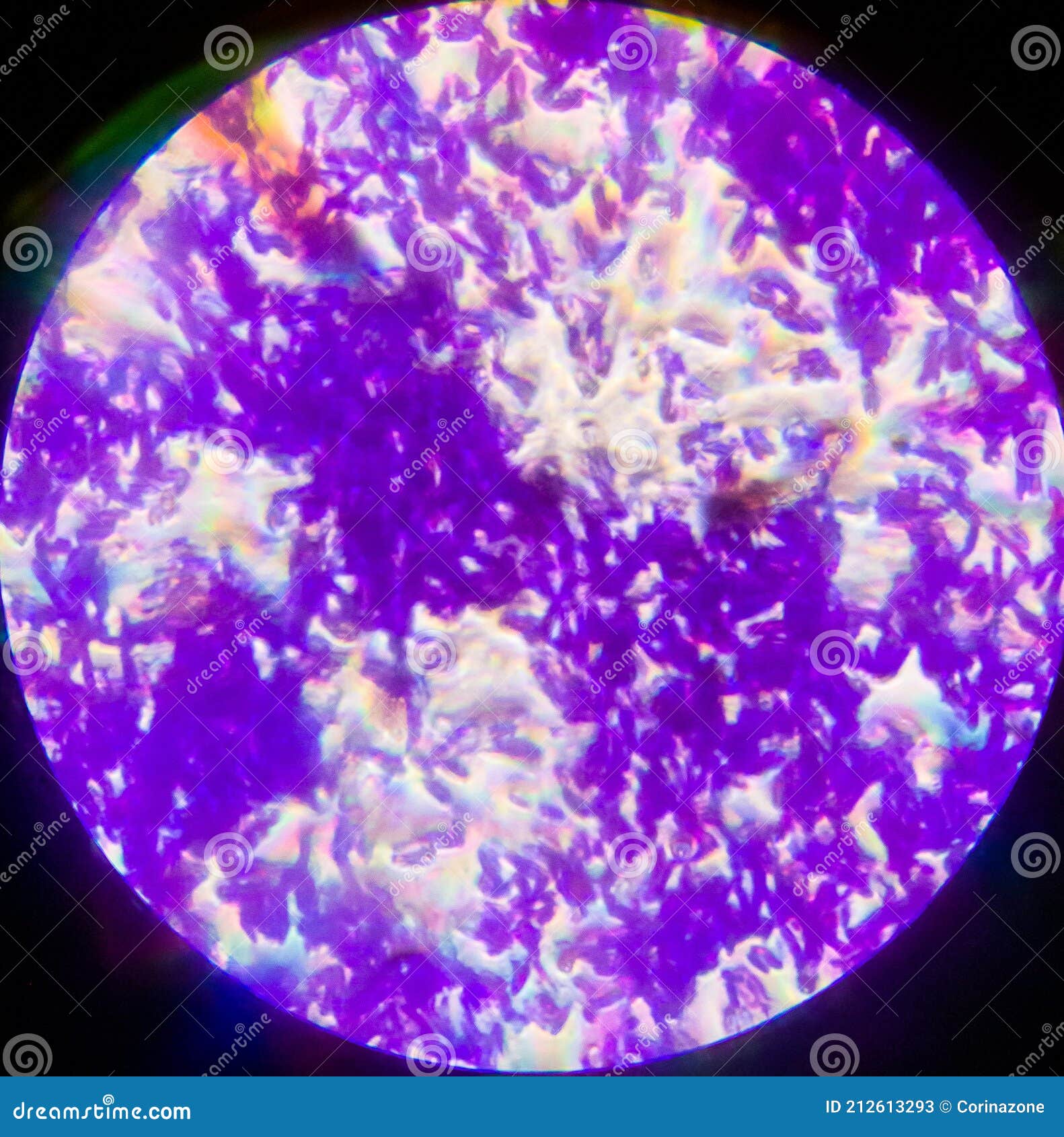 Bacteria Growing on Decaying Beet Stock Image - Image of microbiology ...