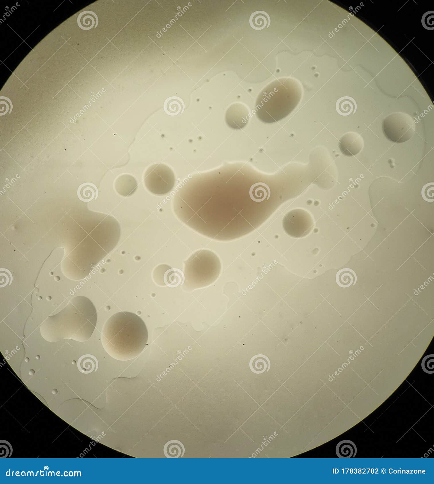 Microscopy of a Smooth Bacterial Colonies Stock Photo - Image of colony ...