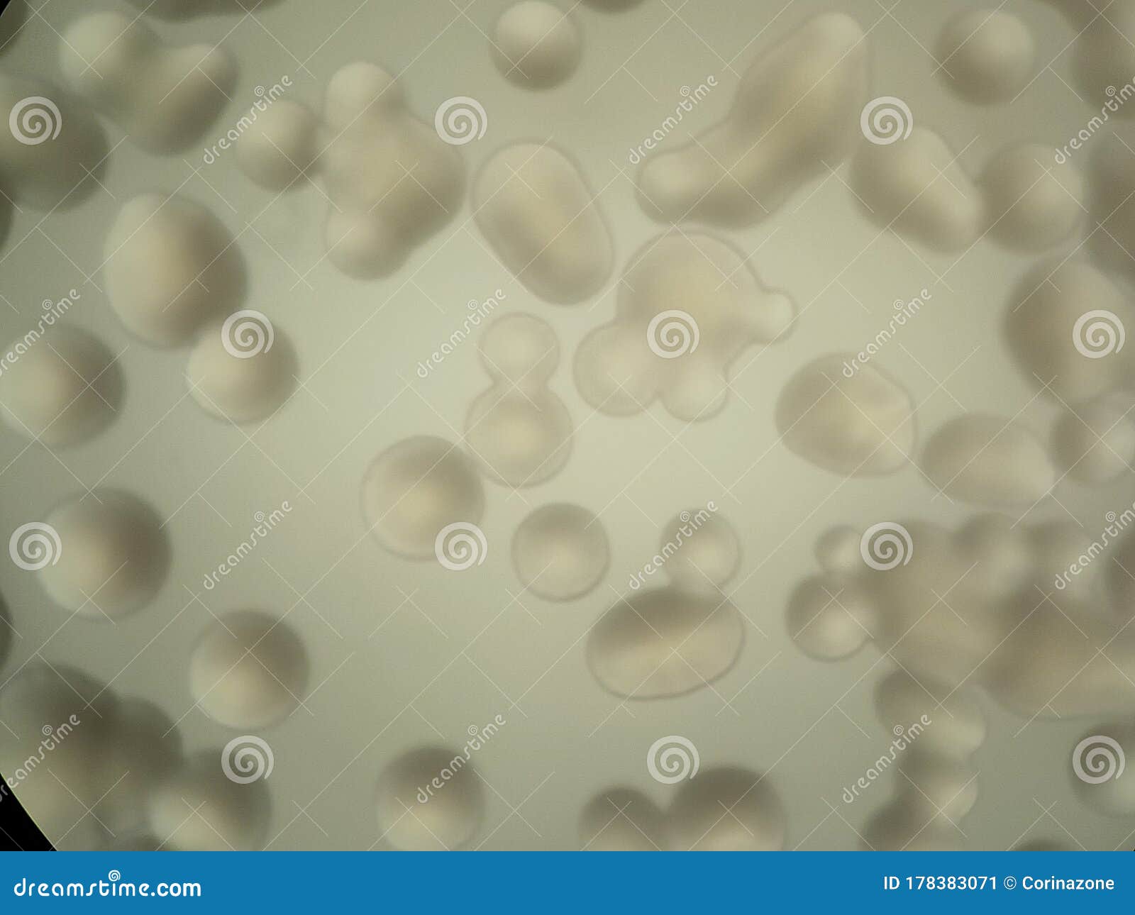 Microscopy of a Smooth Round Bacterial Colonies Stock Image - Image of ...