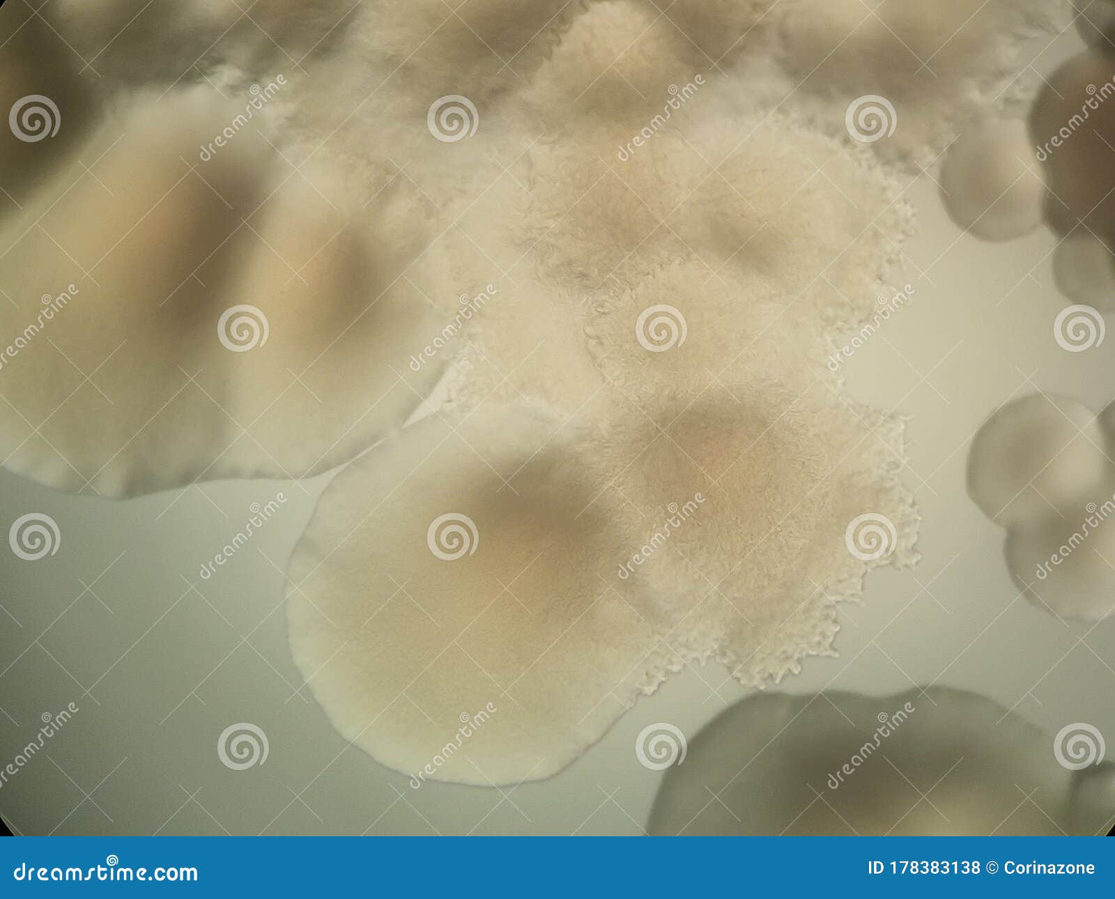 Microscopy of a Smooth Round Bacterial Colonies Stock Photo - Image of ...