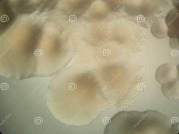 Microscopy of a Smooth Round Bacterial Colonies Stock Photo - Image of ...