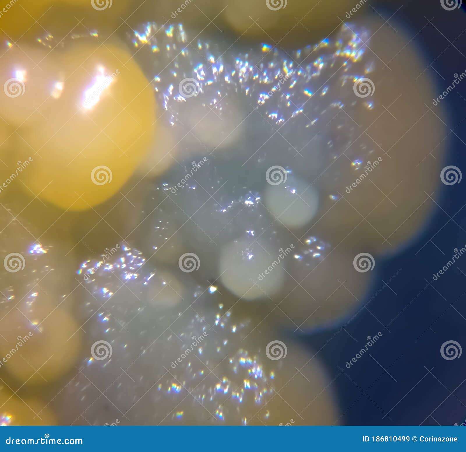 White and Yellow Smooth Bacterial Colonies Under the Microscope Stock ...