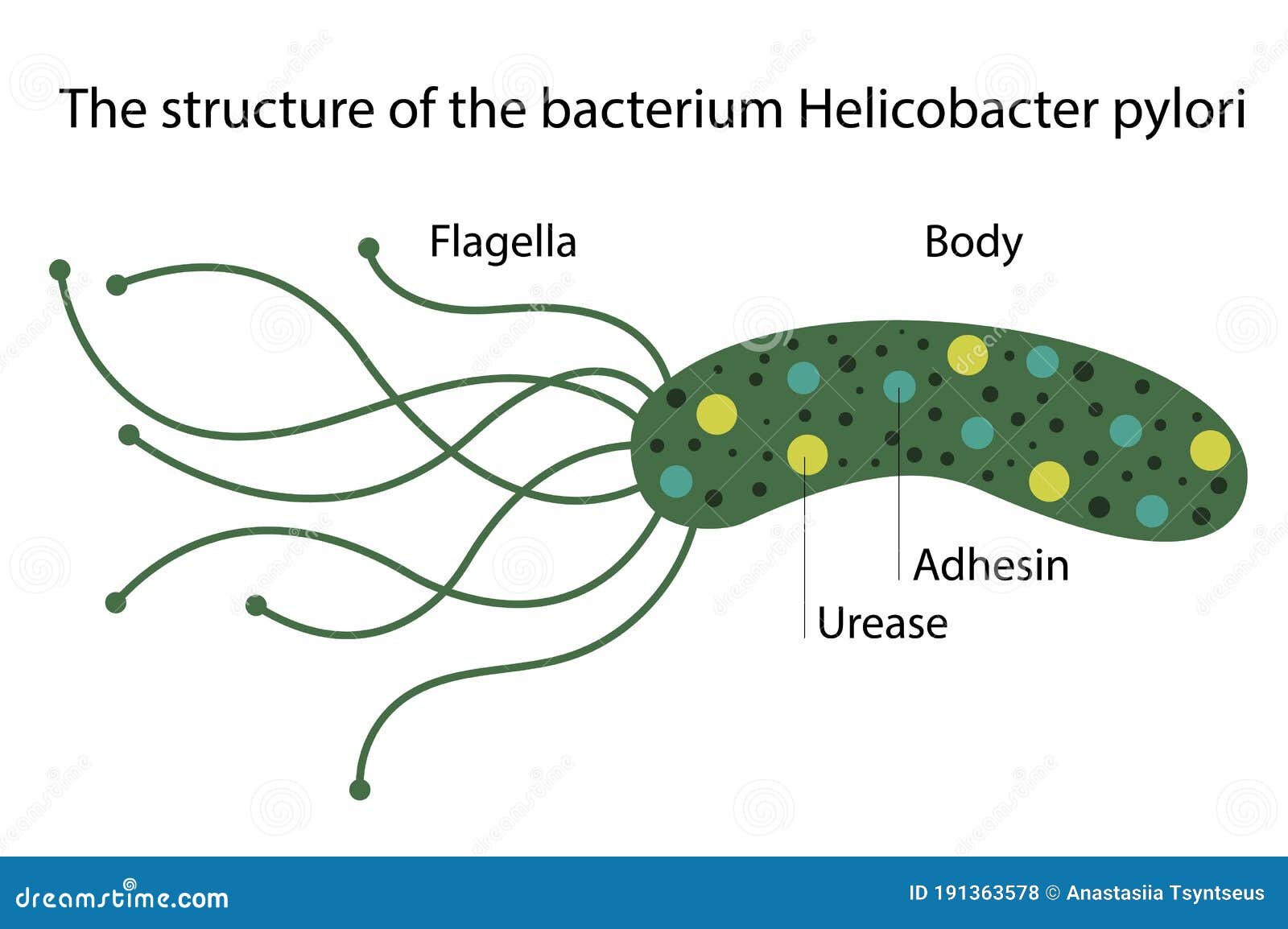Bacteria Helicobacter Pylori Ilustración del Vector - Ilustración de ...