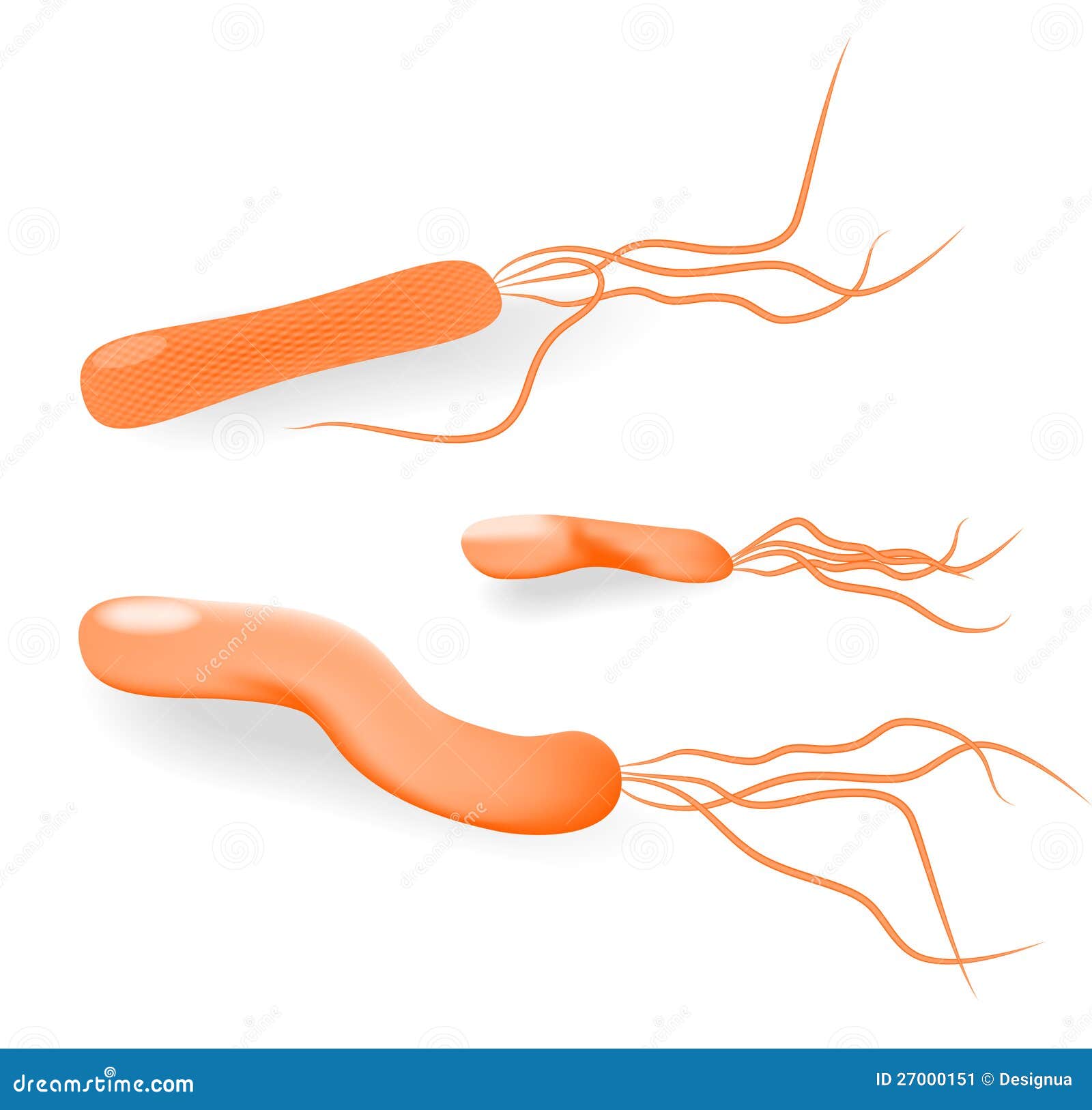 Helicobacter Pylori On The Surface Of The Stomach 3d Render On W ...