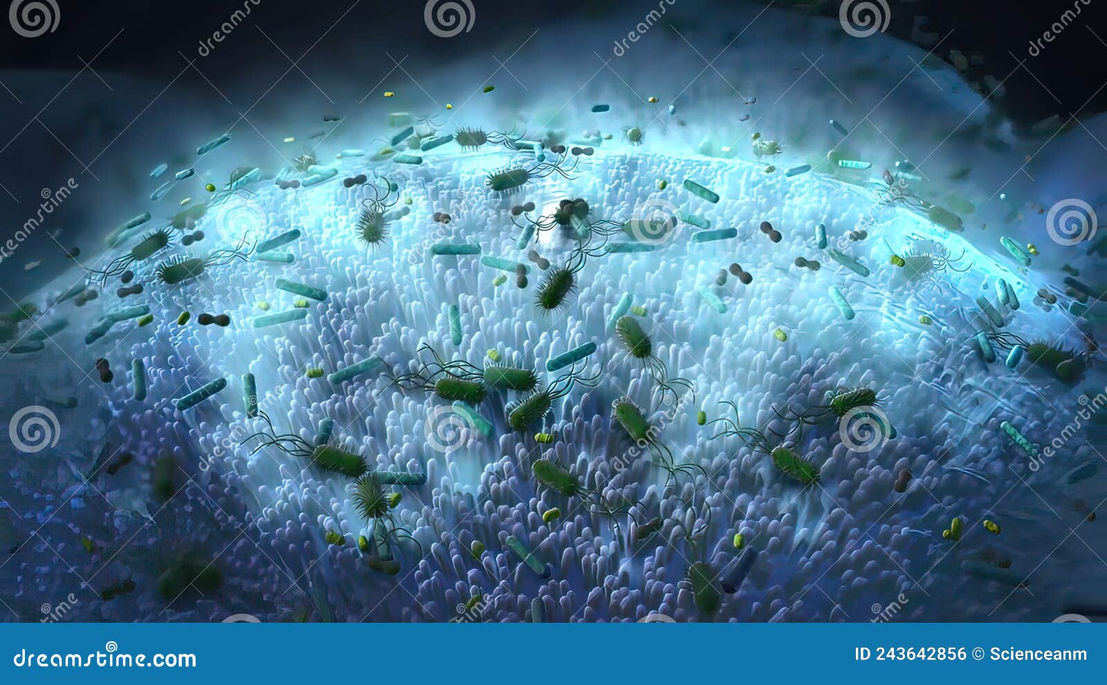 Bacteria in the Immune System Stock Illustration - Illustration of ...