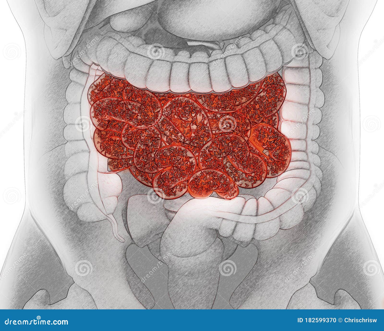 Bacteria Inside the Small Intestine, Concept. Stock Illustration ...