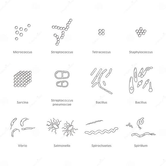 Bacteria, Microbe Vector Line Icons Set. Bacterial Cell Structure. Cell Morphology. Stock Vector ...