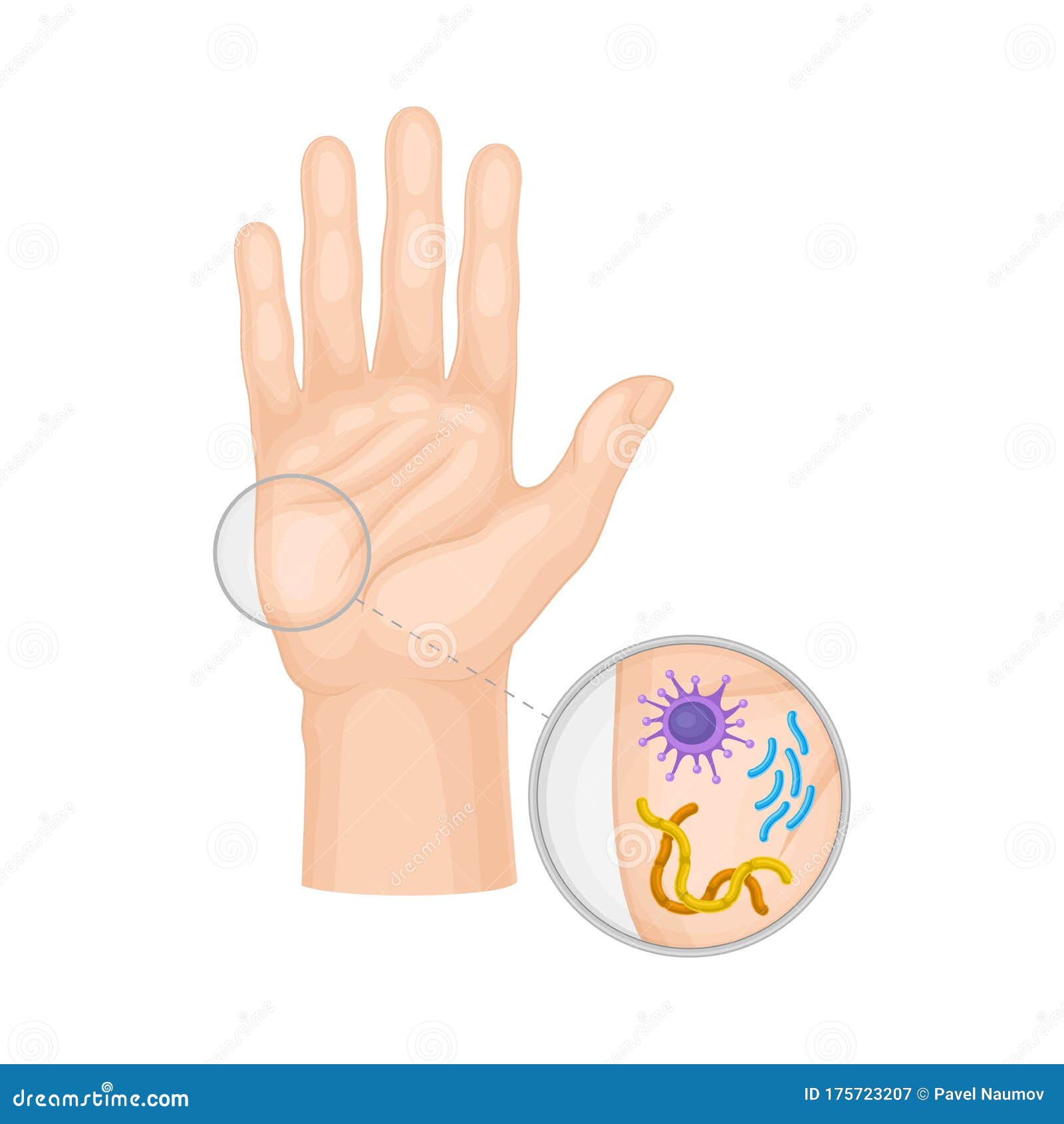 Bacteria and Microbes Examining Under Magnifying Glass on Hand Vector ...