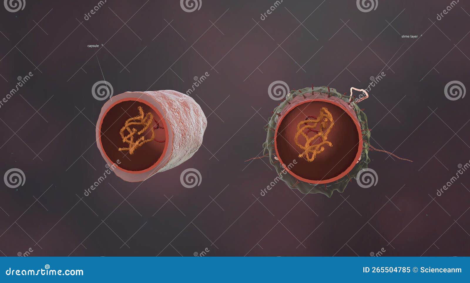 Bacteria are Small Single Celled Organisms Stock Illustration ...