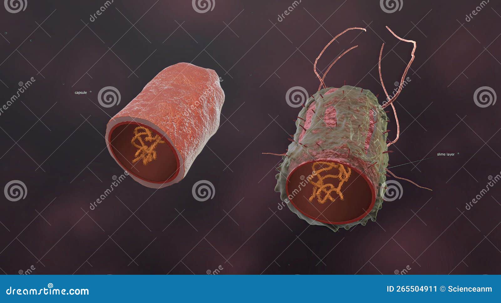 Bacteria are Small Single Celled Organisms Stock Illustration ...