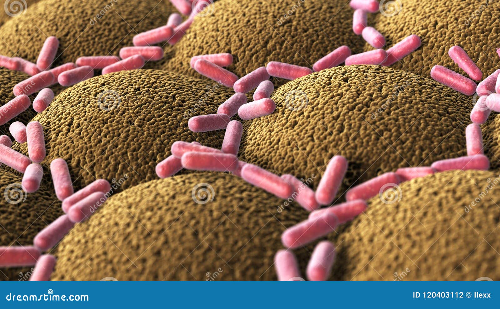 Microvilli Cartoons, Illustrations & Vector Stock Images - 681 Pictures ...