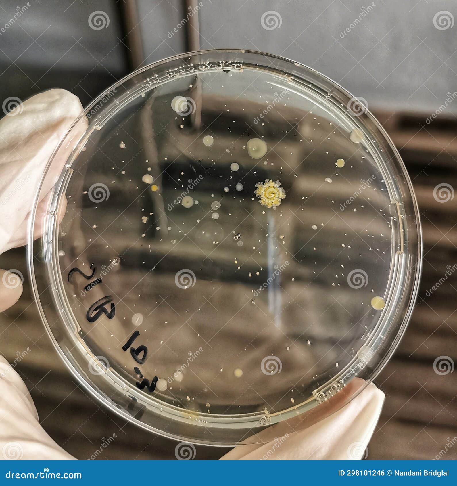 Bacteria on Plate Count Agar Stock Photo - Image of laboratory, testing ...