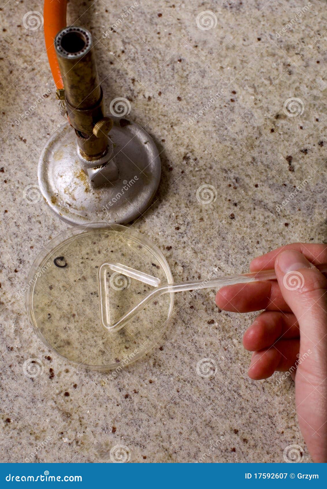 Bacteria plating stock image. Image of scientist, fluid - 17592607