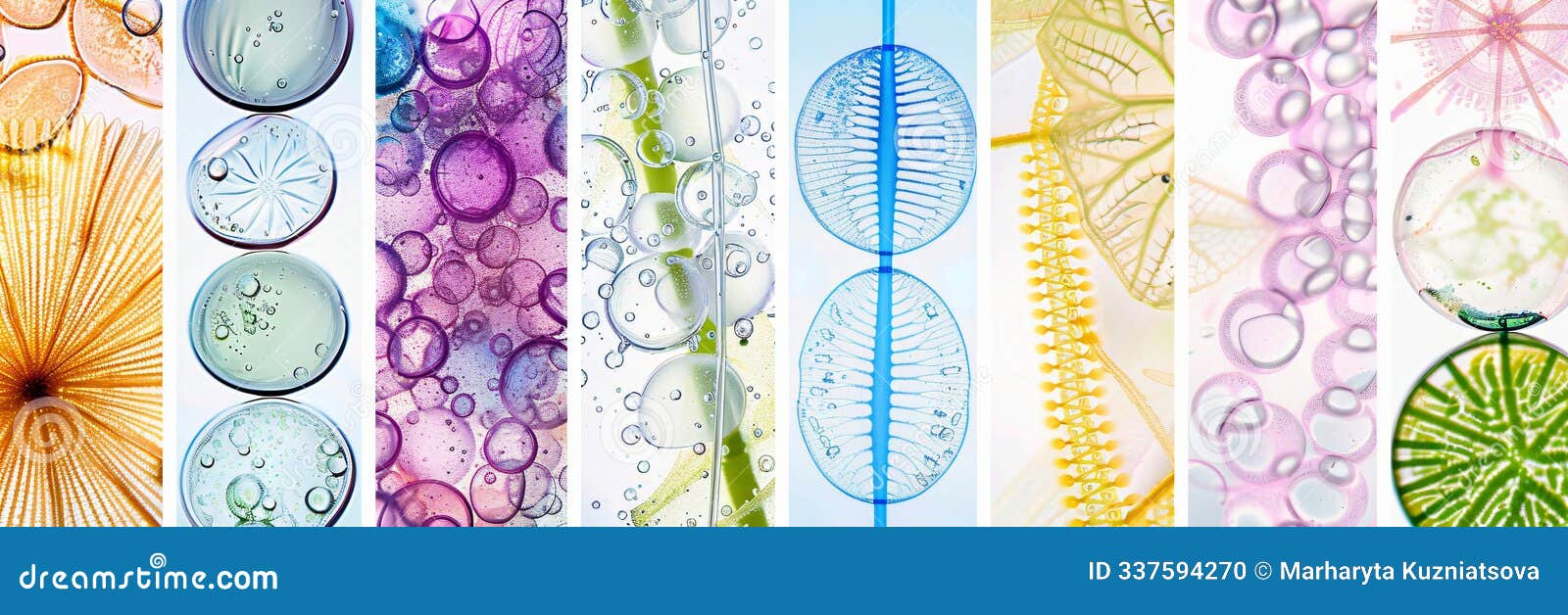 Bacteria or Protozoa Seen Under a Microscope. Microscopic Unicellular ...