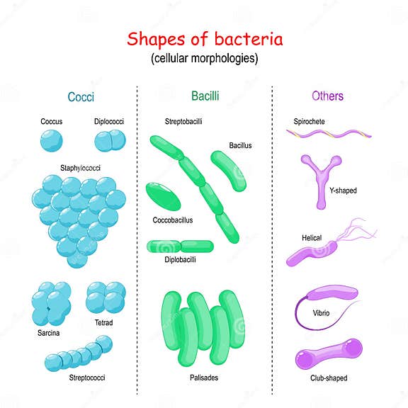 Bacteria Shape. Cell Morphology Stock Vector - Illustration of ...