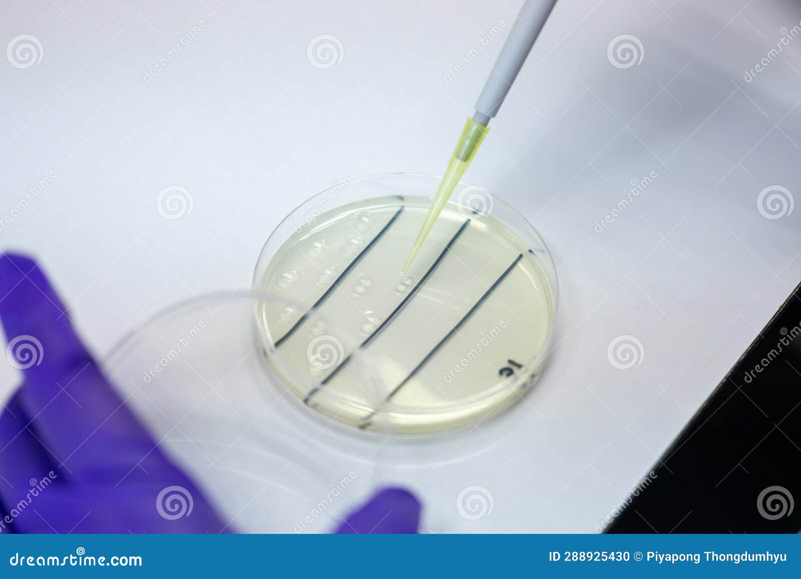 Bacteria in Shrimp in the Laboratory. Stock Photo - Image of disease ...