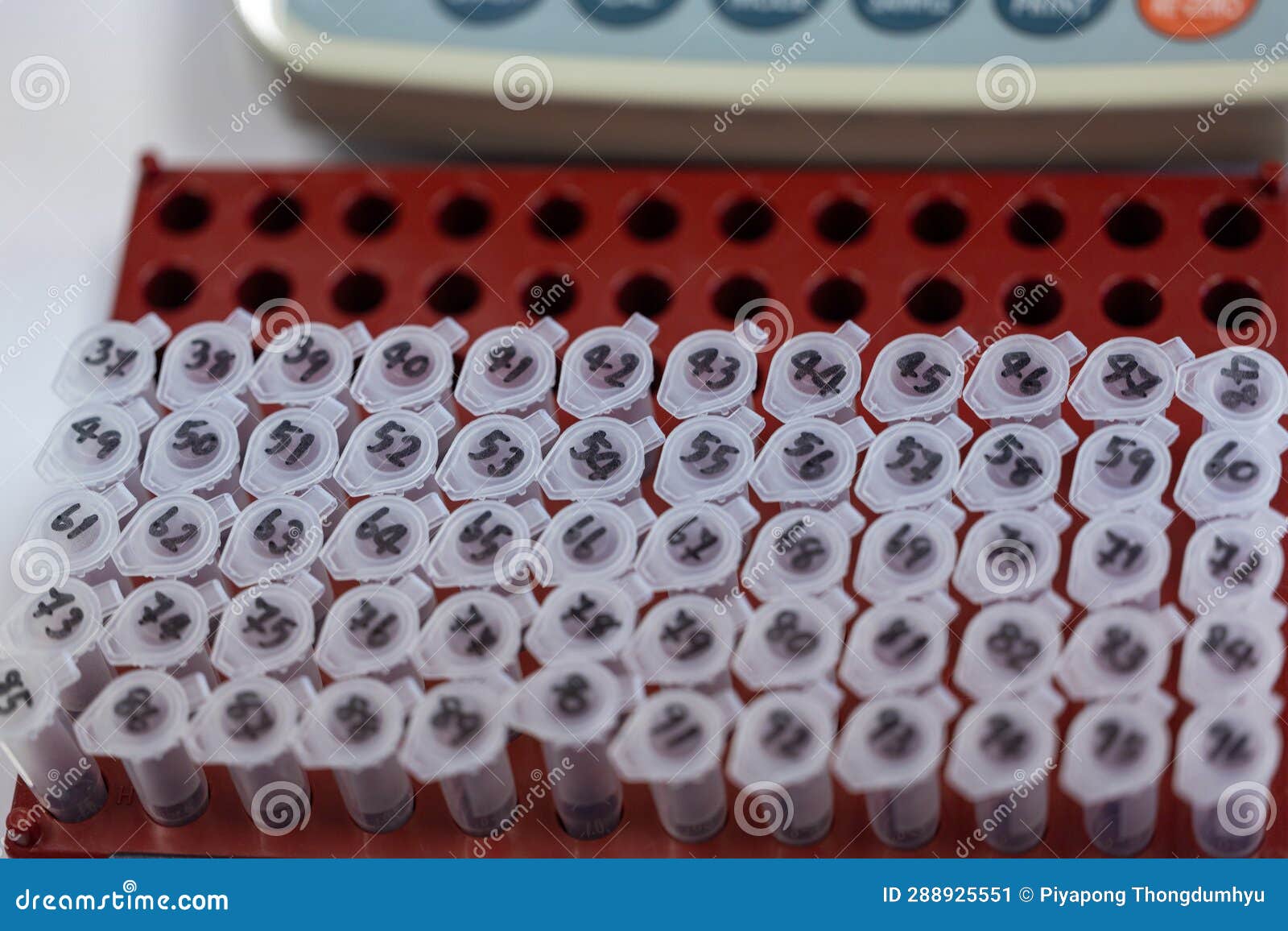Bacteria in Shrimp in the Laboratory. Stock Image - Image of bacterium ...