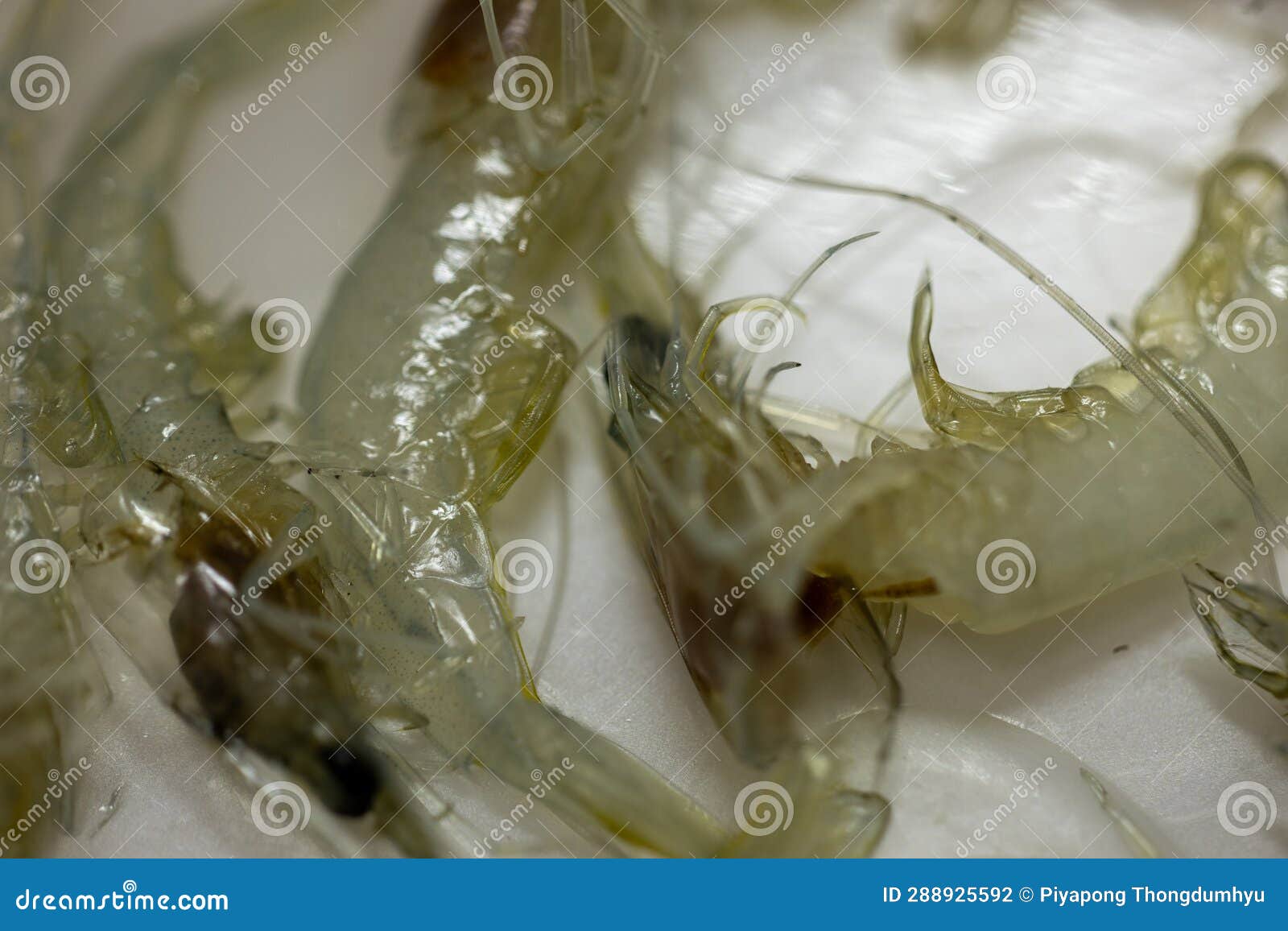 Bacteria in Shrimp in the Laboratory. Stock Photo - Image of equipment ...