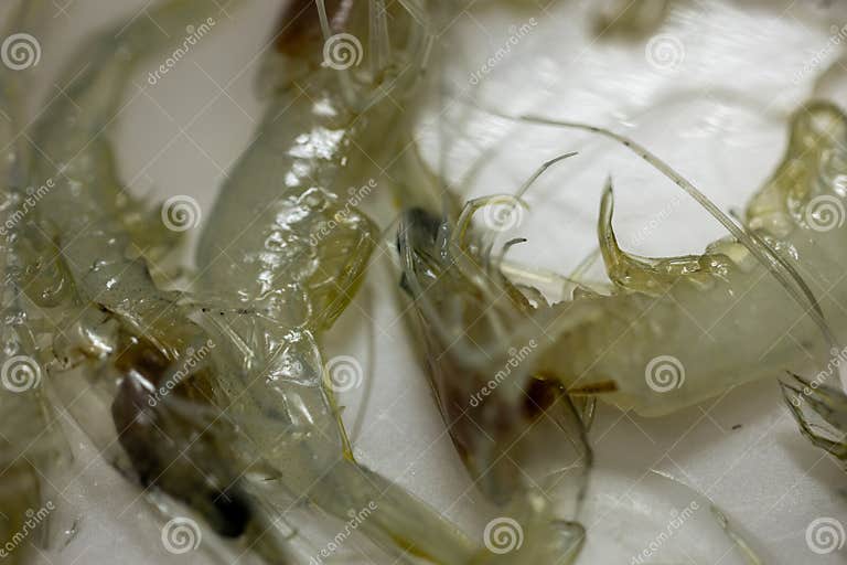 Bacteria in Shrimp in the Laboratory. Stock Photo - Image of equipment ...