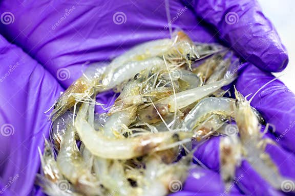 Bacteria in Shrimp in the Laboratory. Stock Image - Image of spread ...