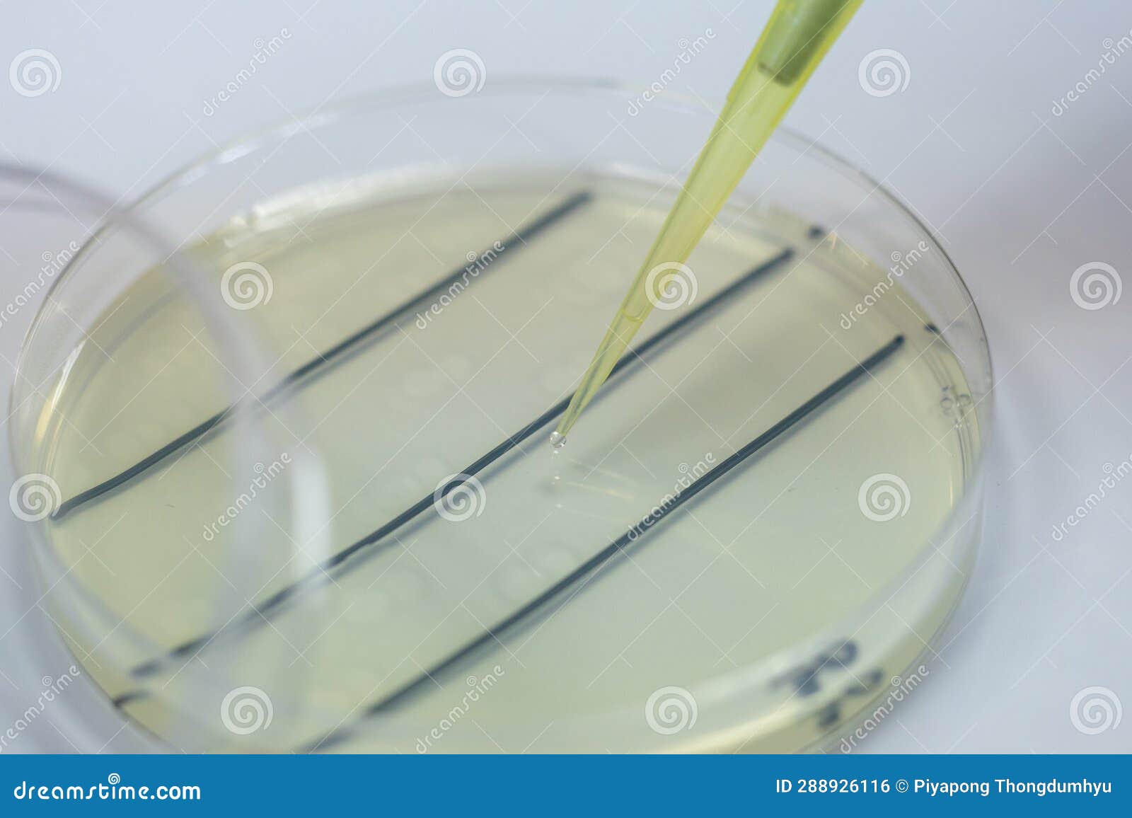 Bacteria in Shrimp in the Laboratory. Stock Photo - Image of liquid ...