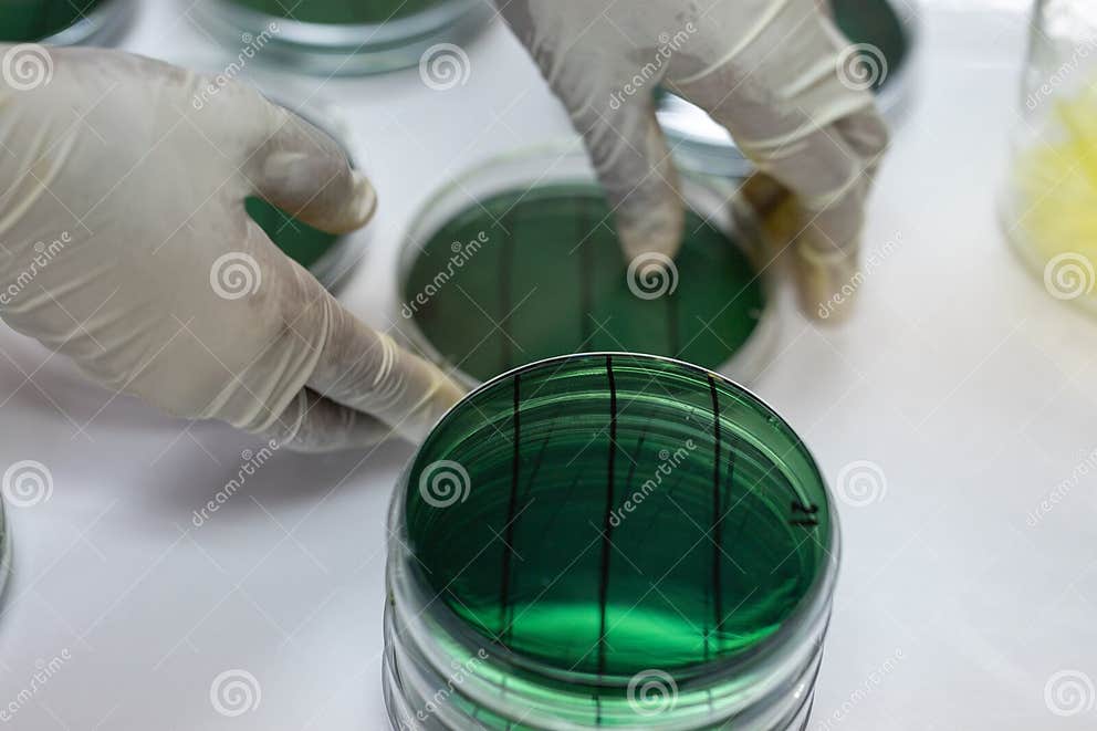 Bacteria in Shrimp in the Laboratory. Stock Image - Image of aseptic ...