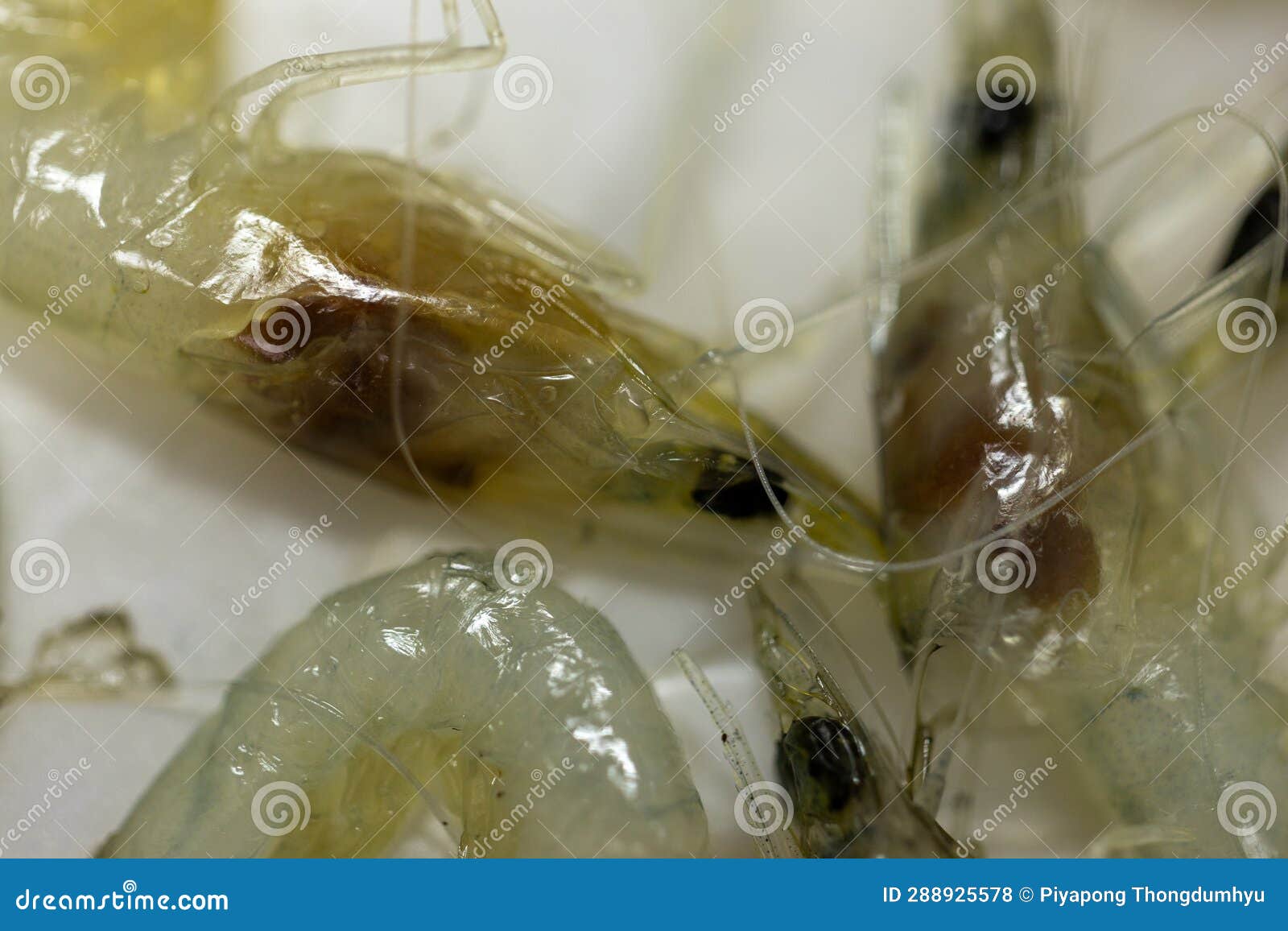 Bacteria in Shrimp in the Laboratory. Stock Photo - Image of specific ...