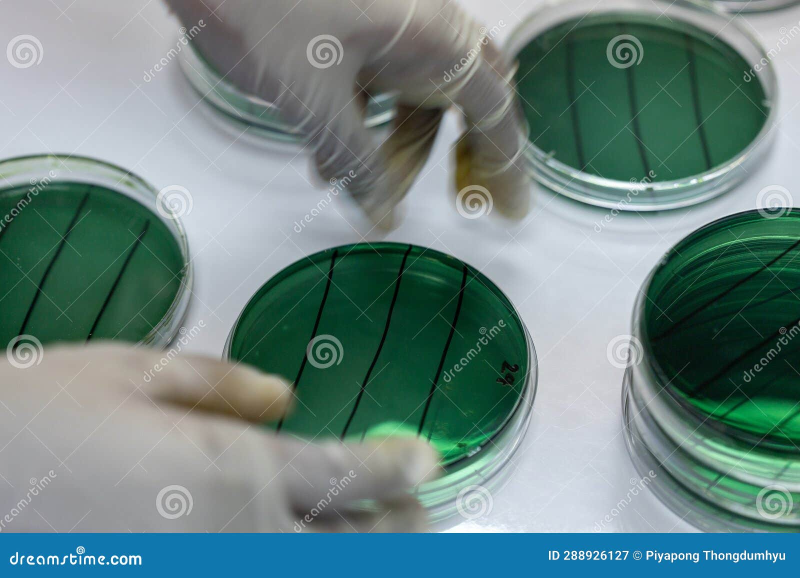 Bacteria in Shrimp in the Laboratory. Stock Image - Image of colony ...