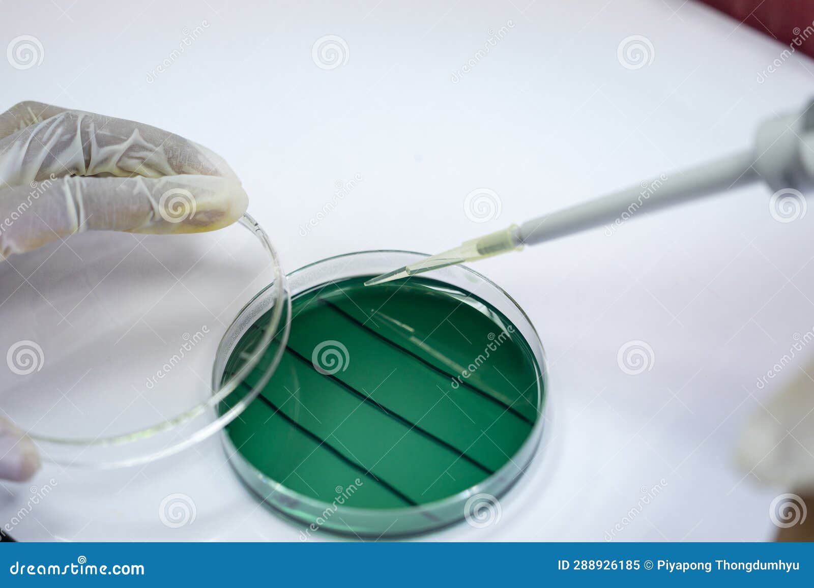 Bacteria in Shrimp in the Laboratory. Stock Image - Image of structure ...