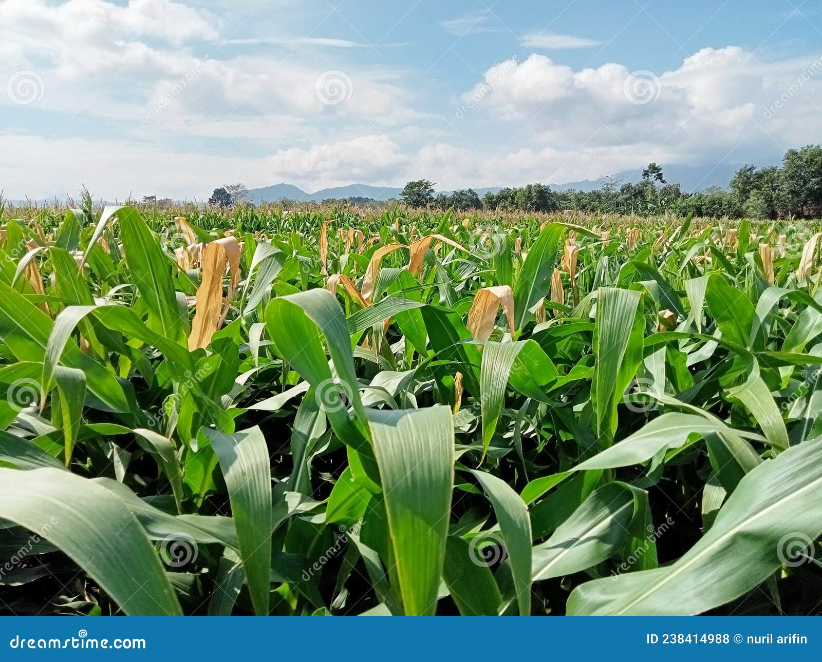 Bacteria Stalk Root at the Corn Tree Stock Photo - Image of bacteria ...