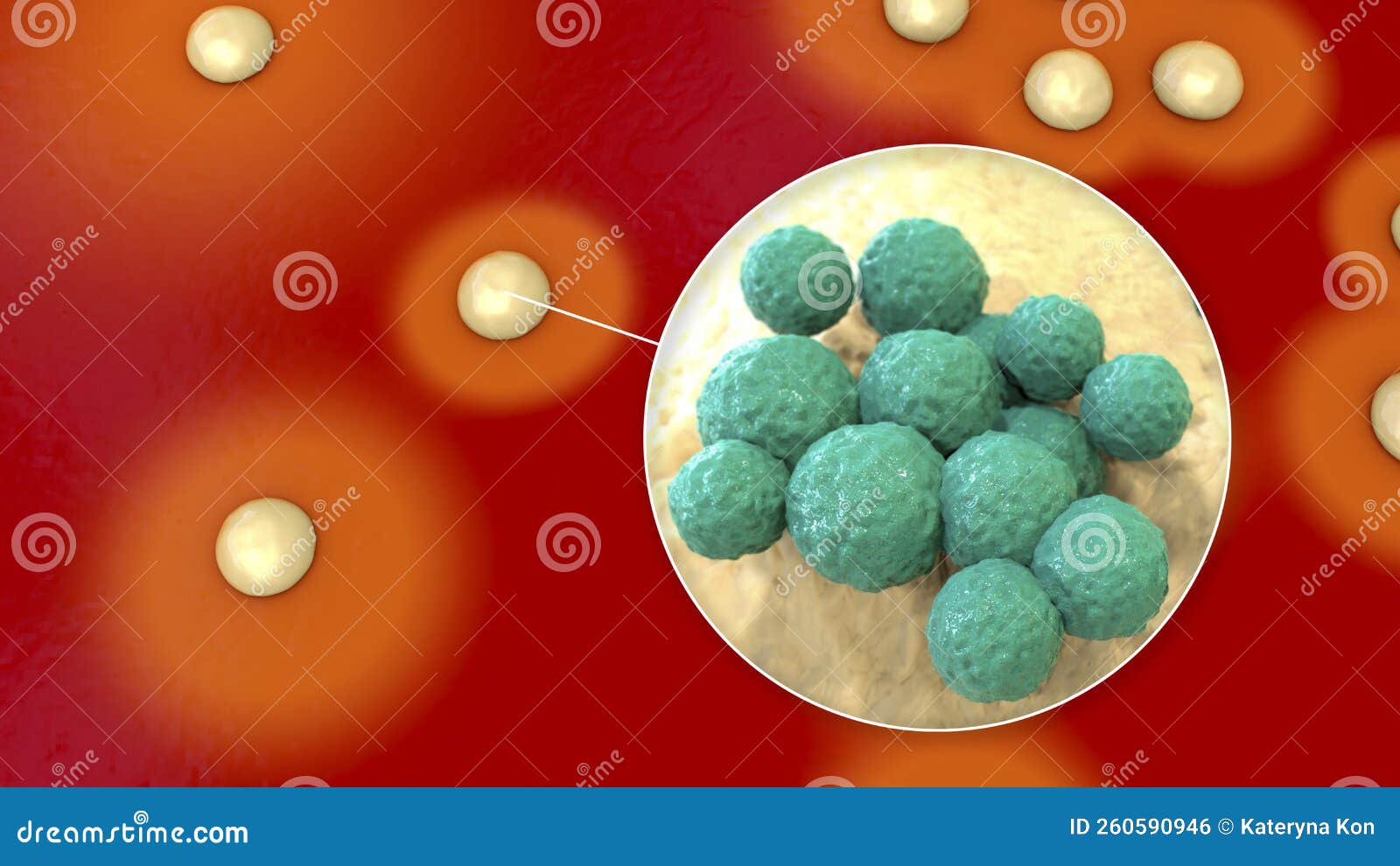 Bacteria Staphylococcus Aureus, 3D Illustration Stock Illustration ...