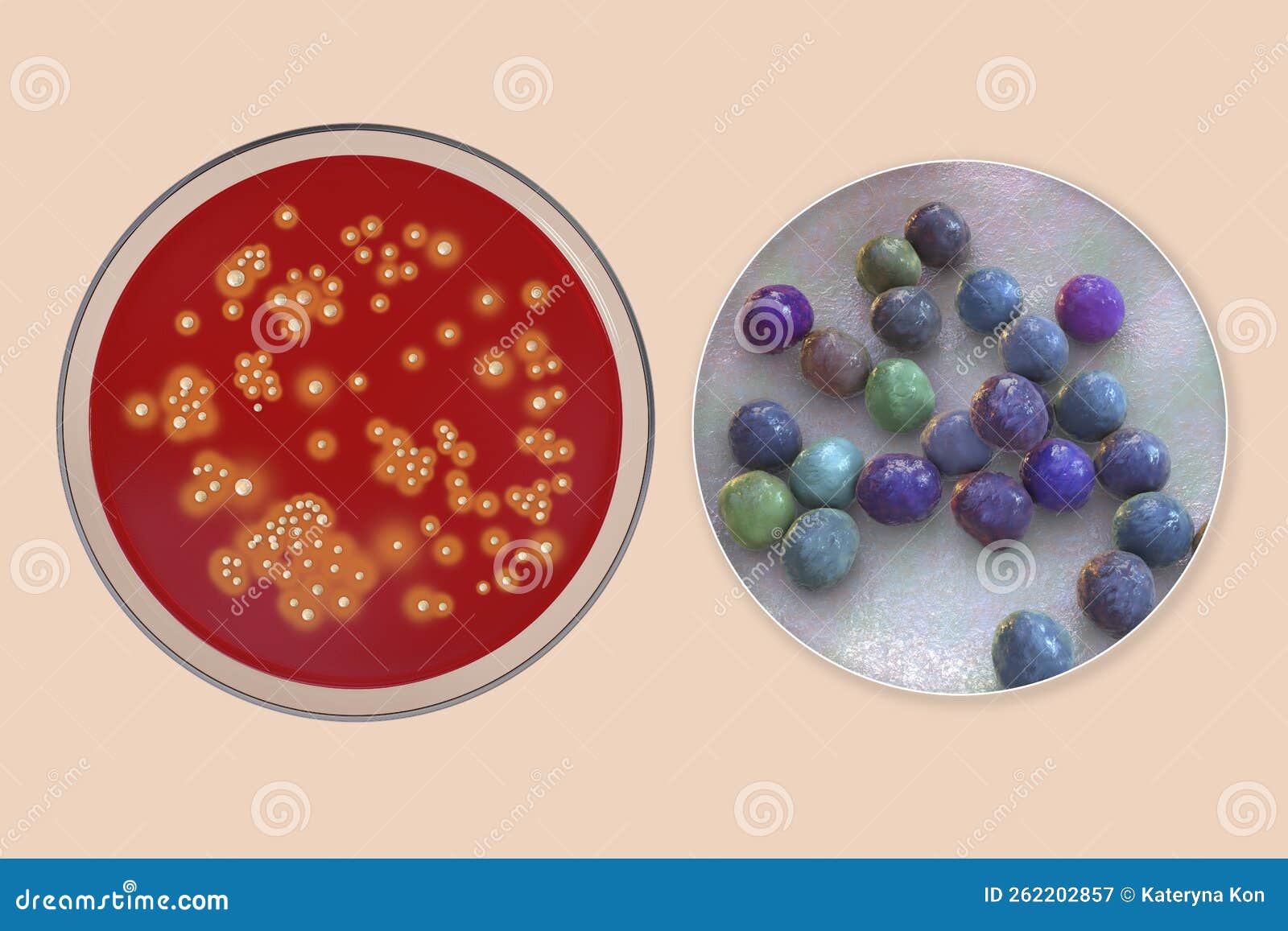 Bacteria Staphylococcus Aureus, 3D Illustration Stock Illustration ...