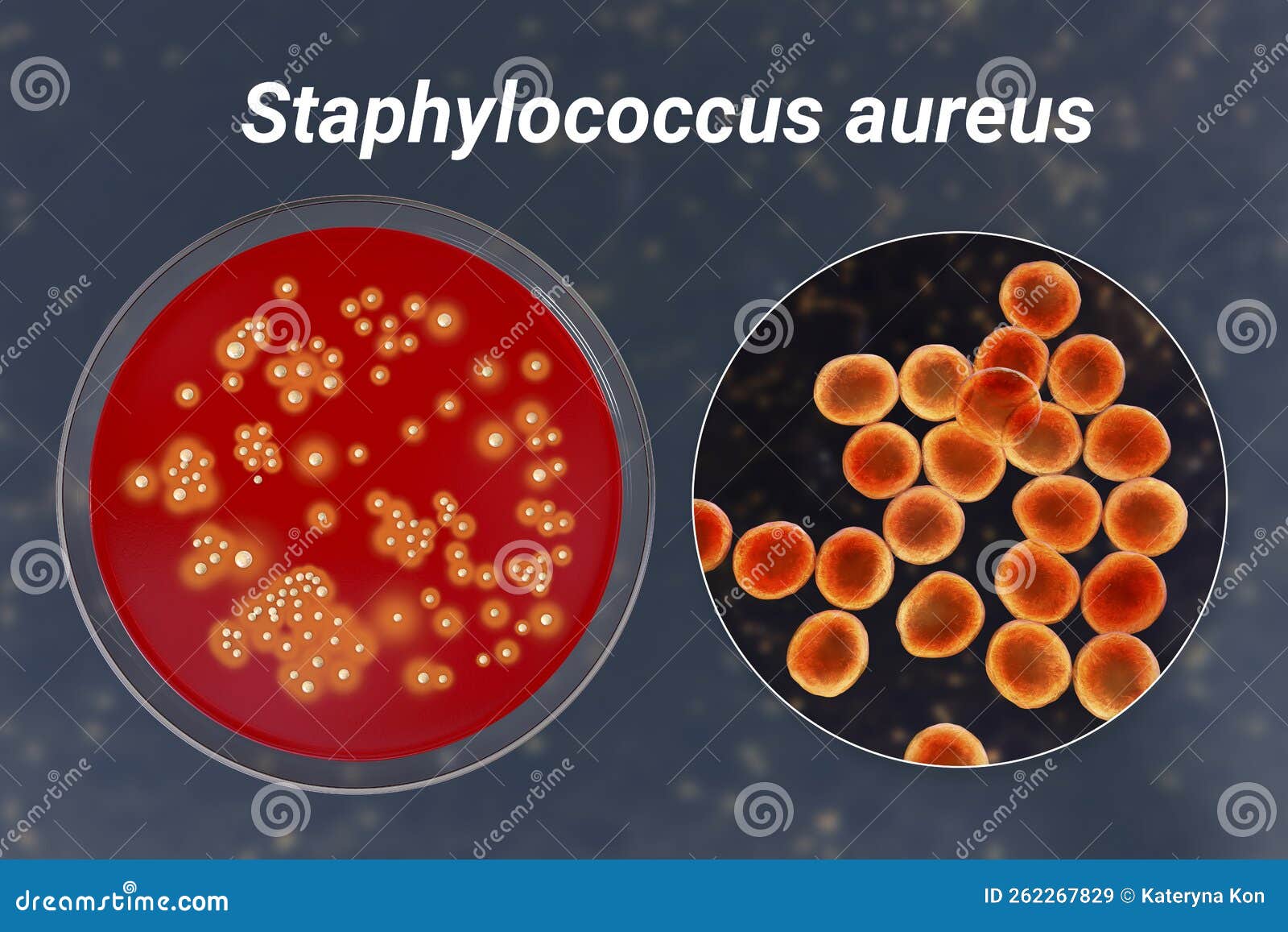 Bacteria Staphylococcus Aureus, 3D Illustration Stock Illustration ... Bacteria Staphylococcus Aureus, 3D Illustration Stock Illustration ...
