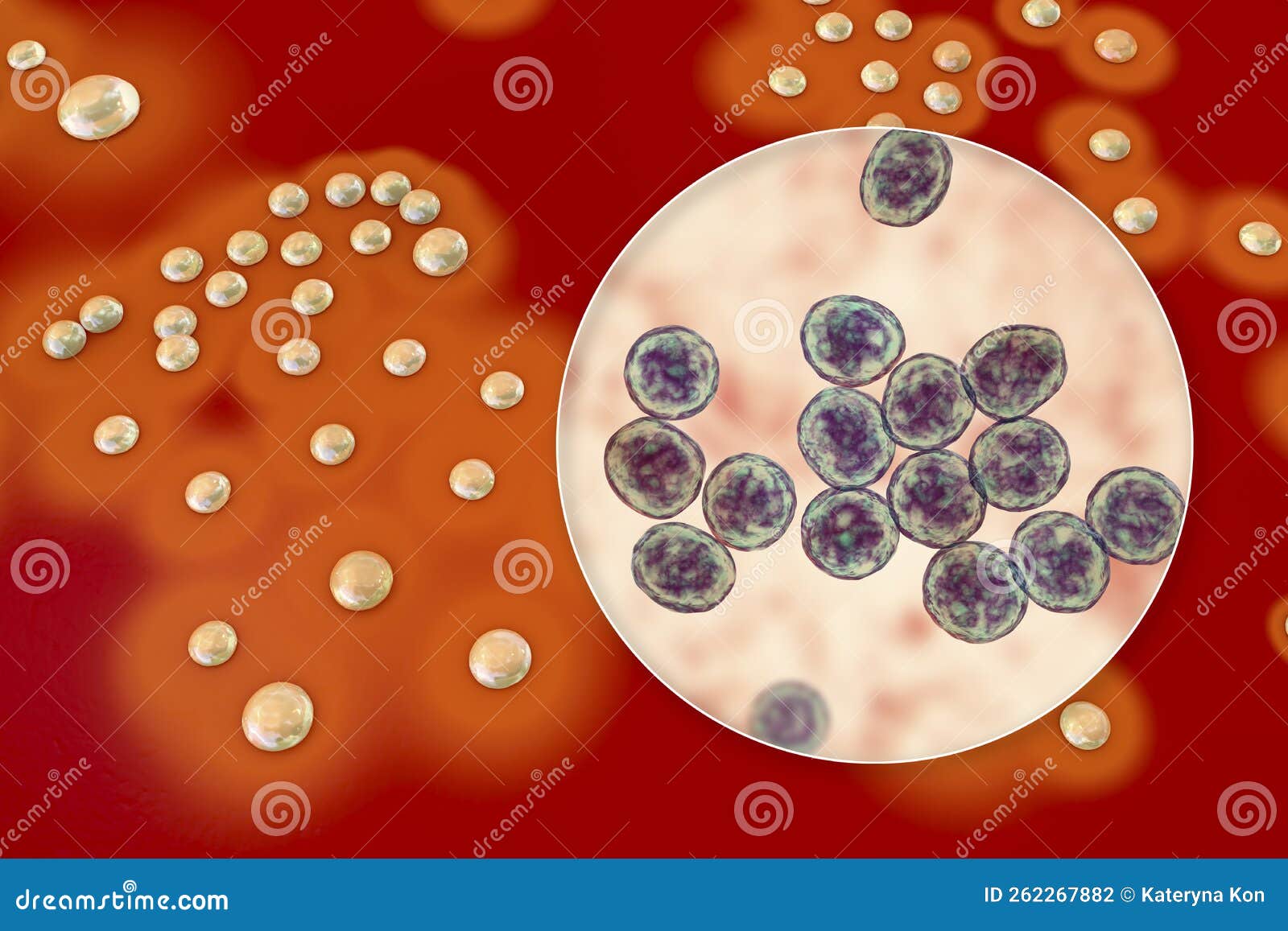 Bacteria Staphylococcus Aureus, 3D Illustration Stock Illustration ...