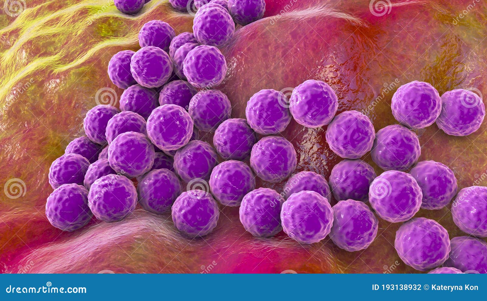 Bacteria Staphylococcus Aureus Stock Illustration - Illustration of ...
