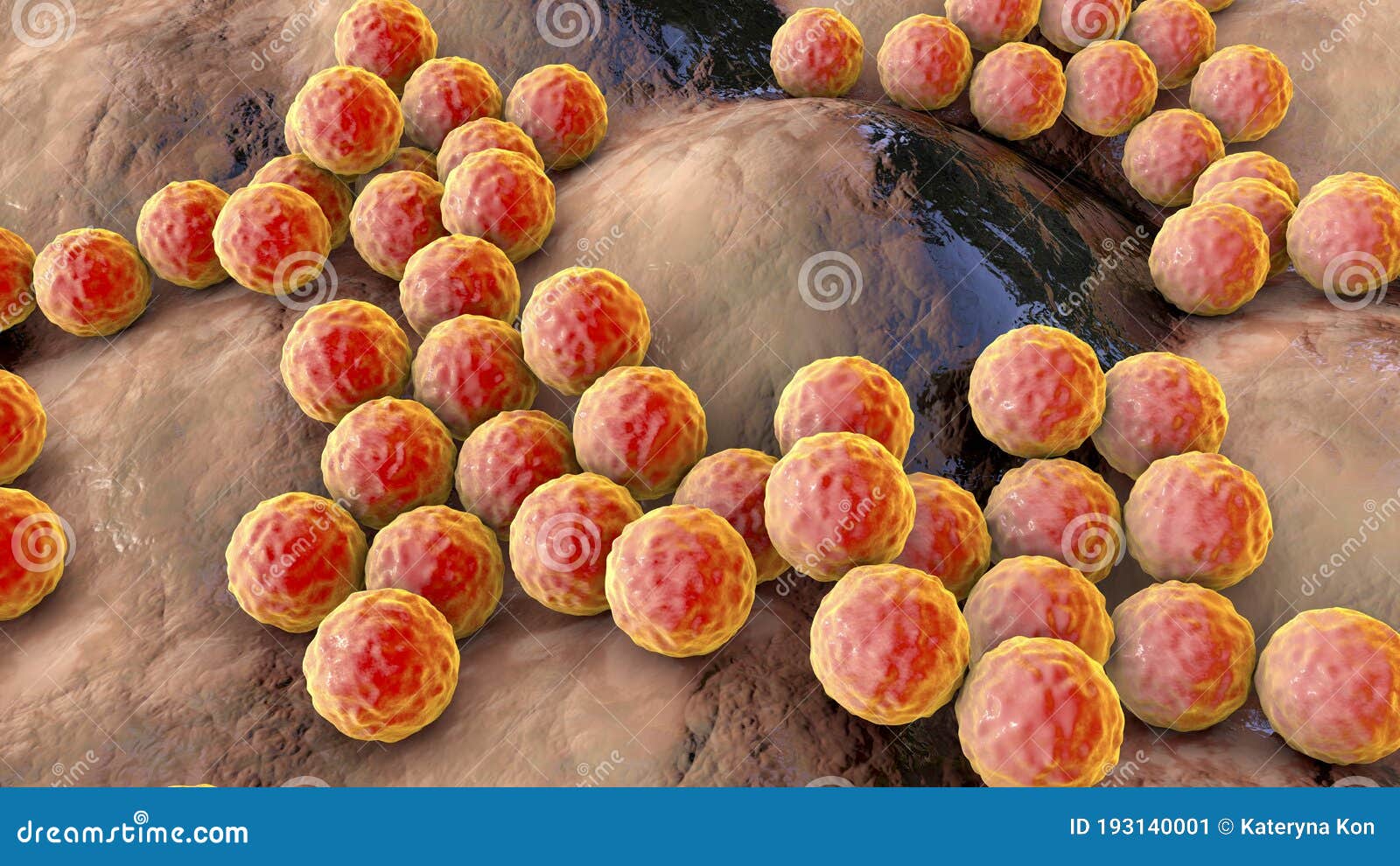 Bacteria Staphylococcus Aureus Stock Illustration - Illustration of ...