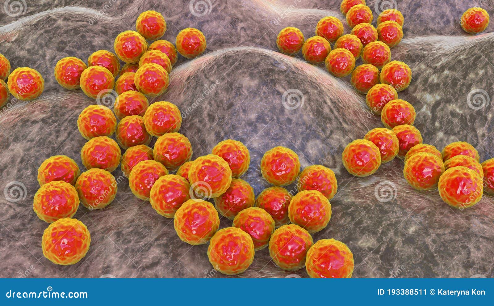Bacteria Staphylococcus Aureus Stock Illustration - Illustration of ...