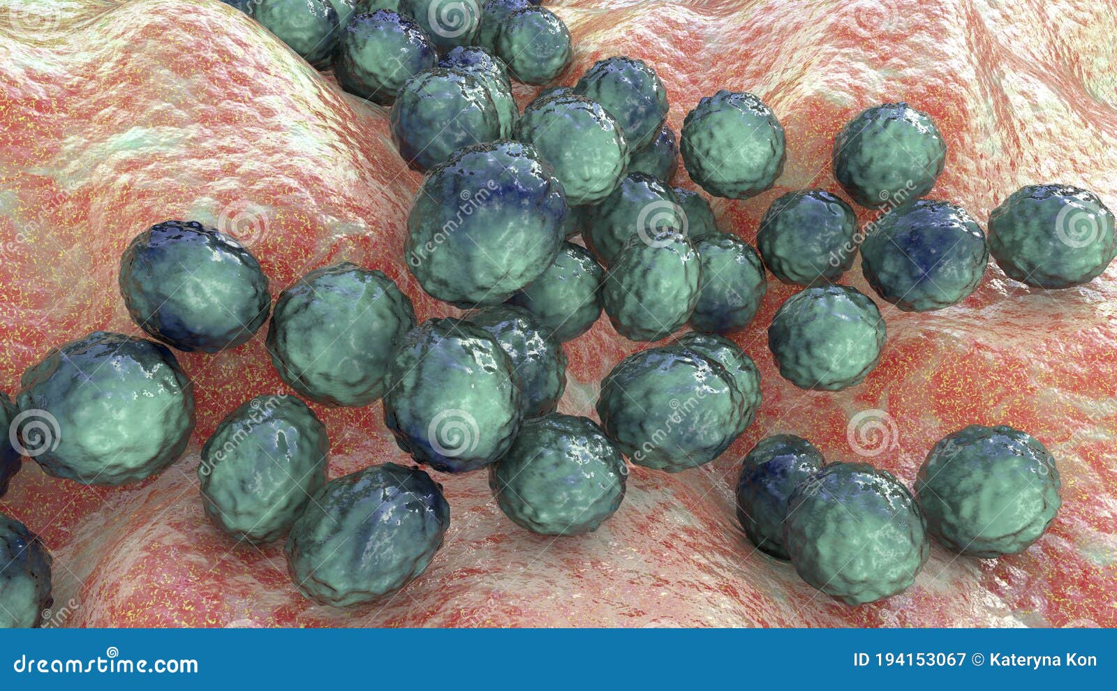 Bacteria Staphylococcus Aureus Stock Illustration - Illustration of ...