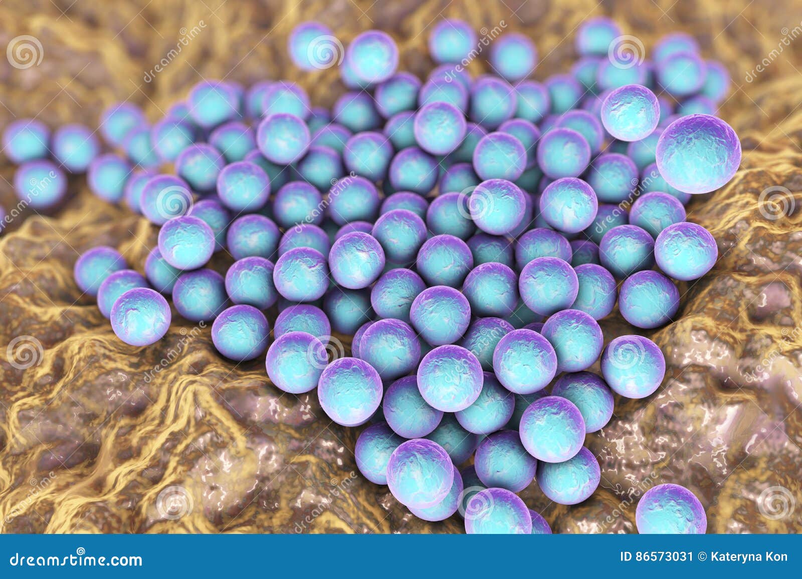 Bacteria Staphylococcus Aureus Stock Illustration - Illustration of ...