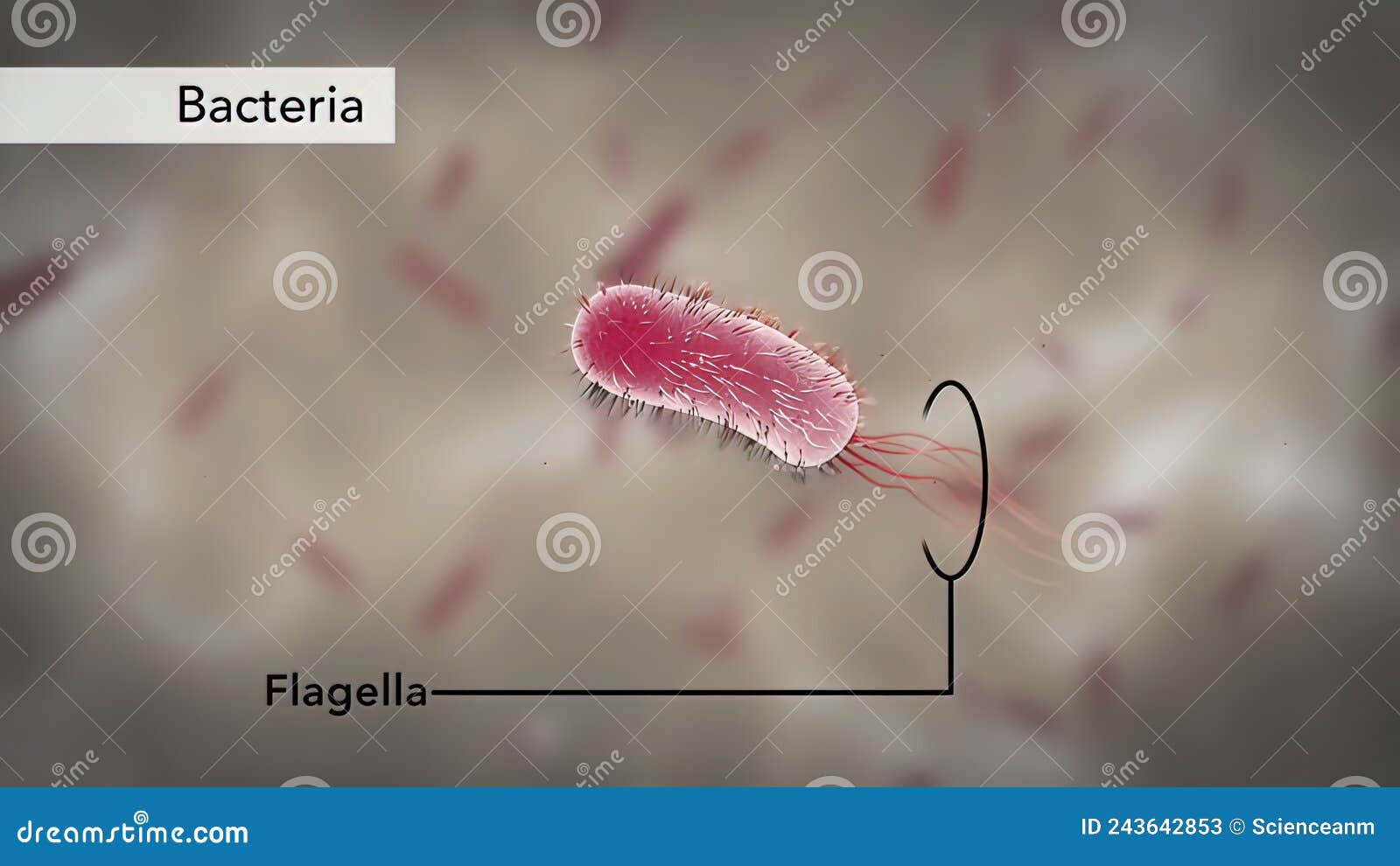 Bacteria Under the Microscope Stock Illustration - Illustration of ...