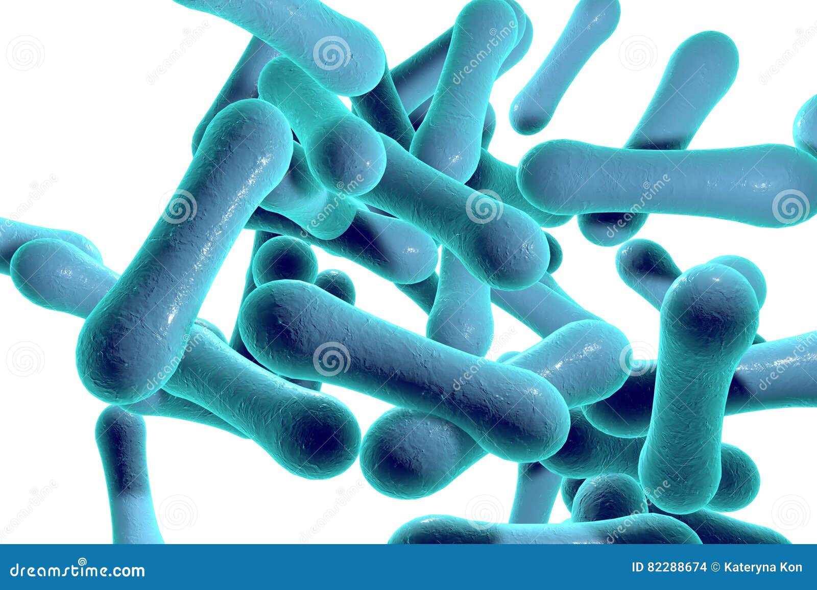 Diphtheria Bacteria Structure