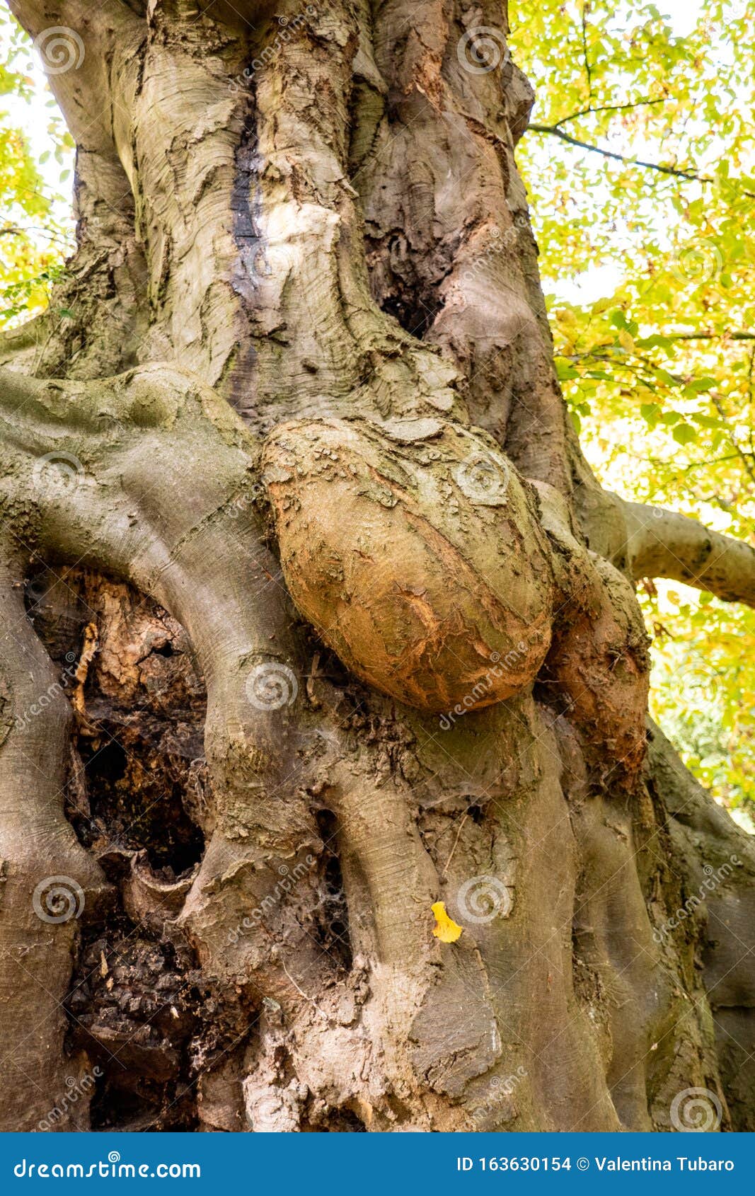 Bacterial cancer of a tree stock photo. Image of season - 163630154