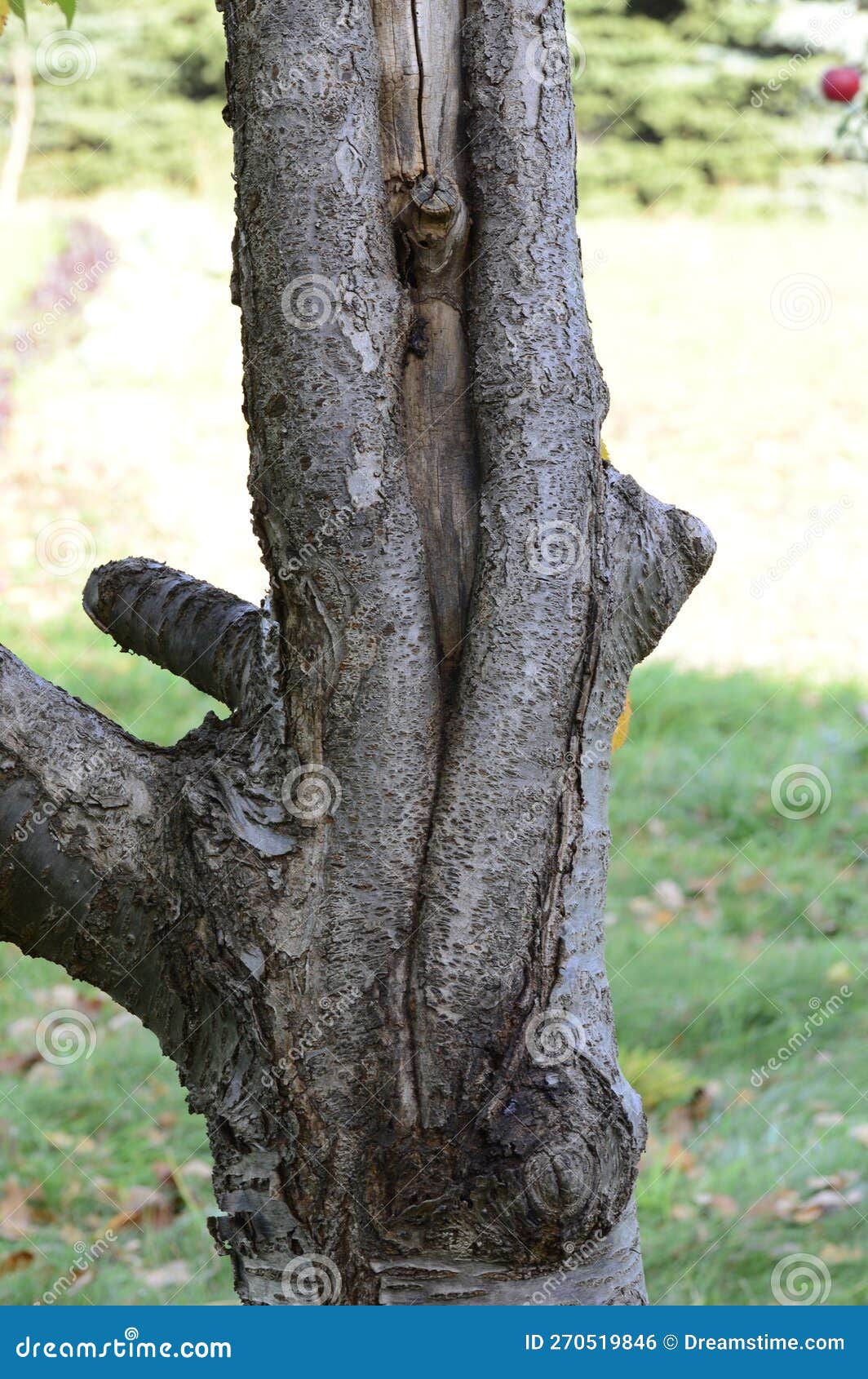 Bacterial Canker on Fruit Tree Stock Photo - Image of statue, wood ...