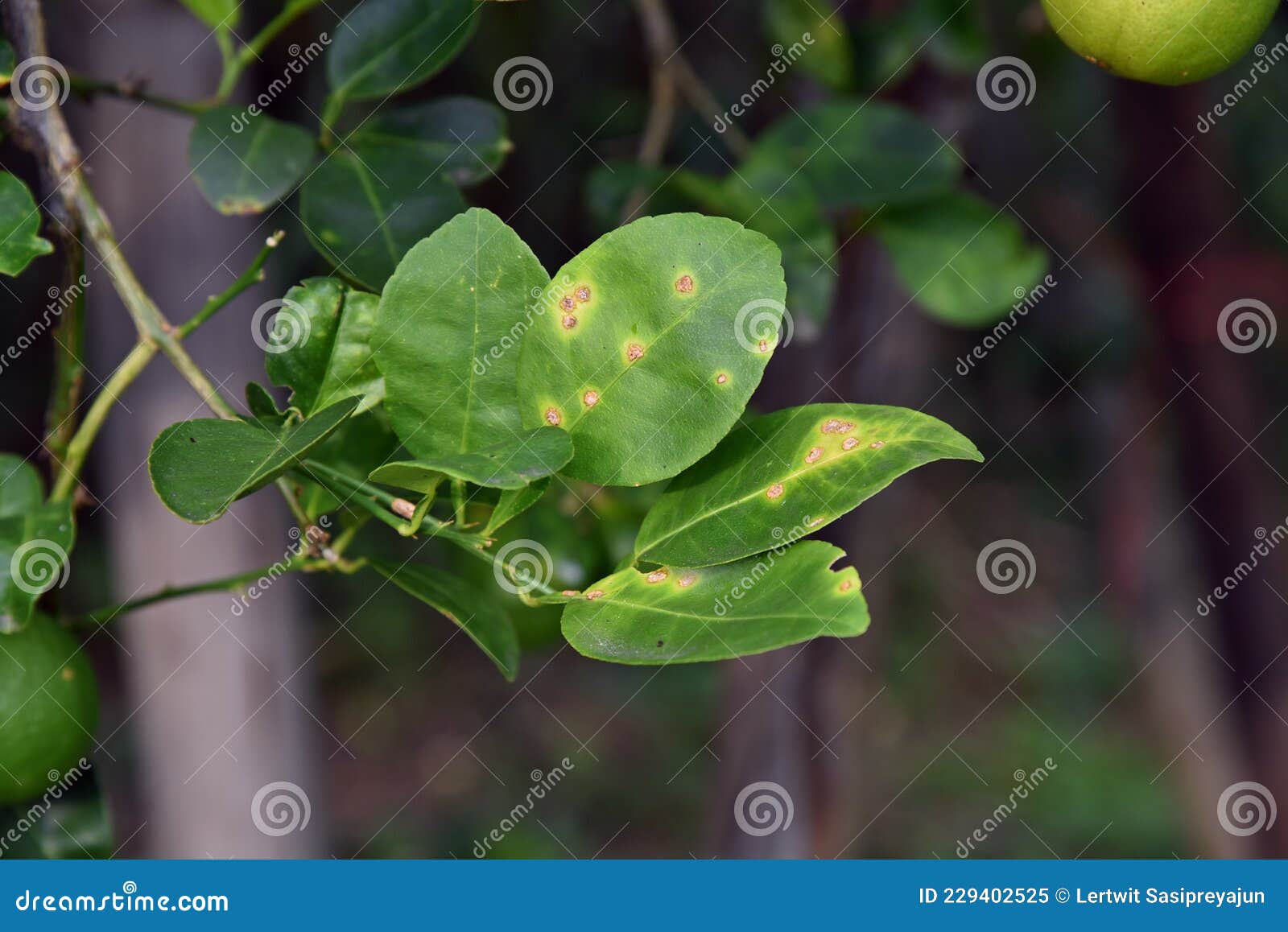 Bacterial Canker On Plum Tree Stock Image | CartoonDealer.com #95691889
