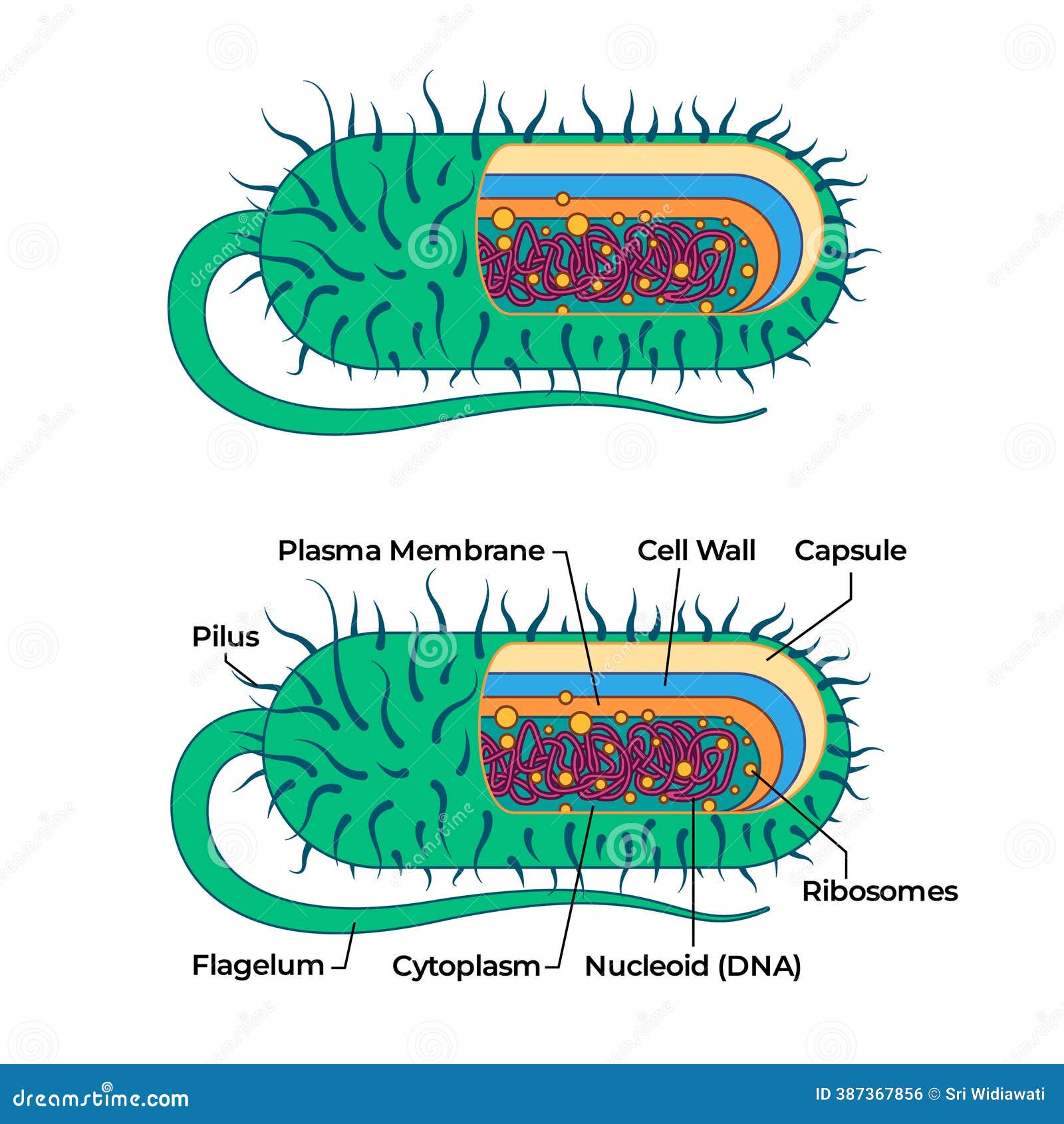 The Structure Of The Ribosome. Infographics. Vector Illustration On ...