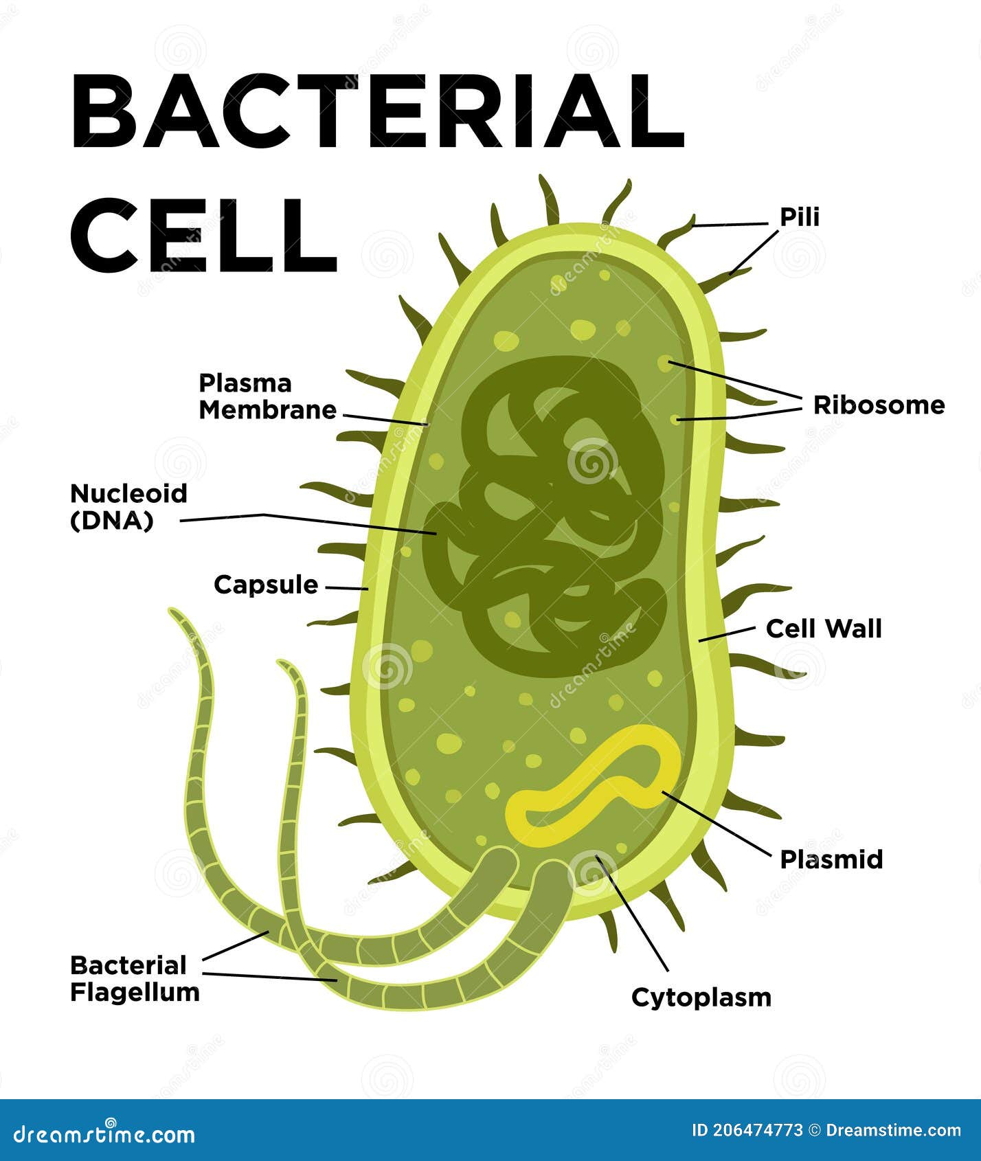 Bacterial Cell Anatomy in Flat Style. Stock Vector - Illustration of ... Bacterial Cell Anatomy in Flat Style. Stock Vector - Illustration of ...